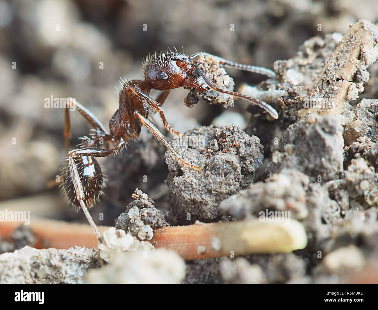 Ant outside in the garden Stock Photo - Alamy