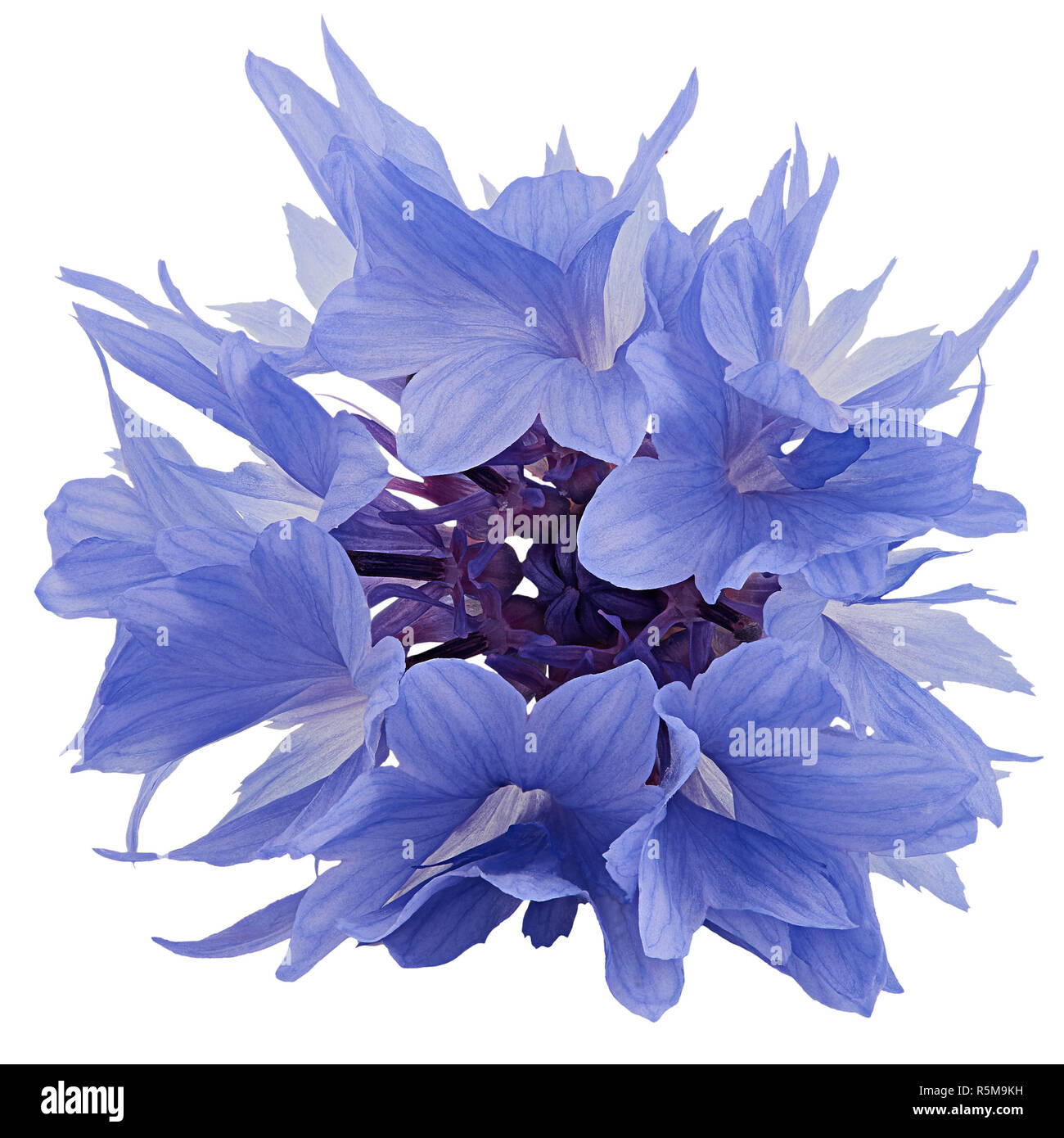 Blue cornflower Cut Out Stock Images & Pictures - Alamy
