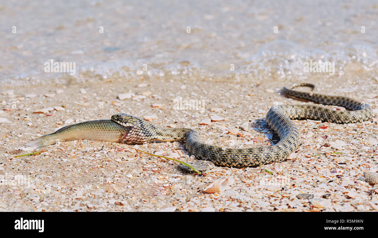 Reptile movement hi-res stock photography and images - Alamy