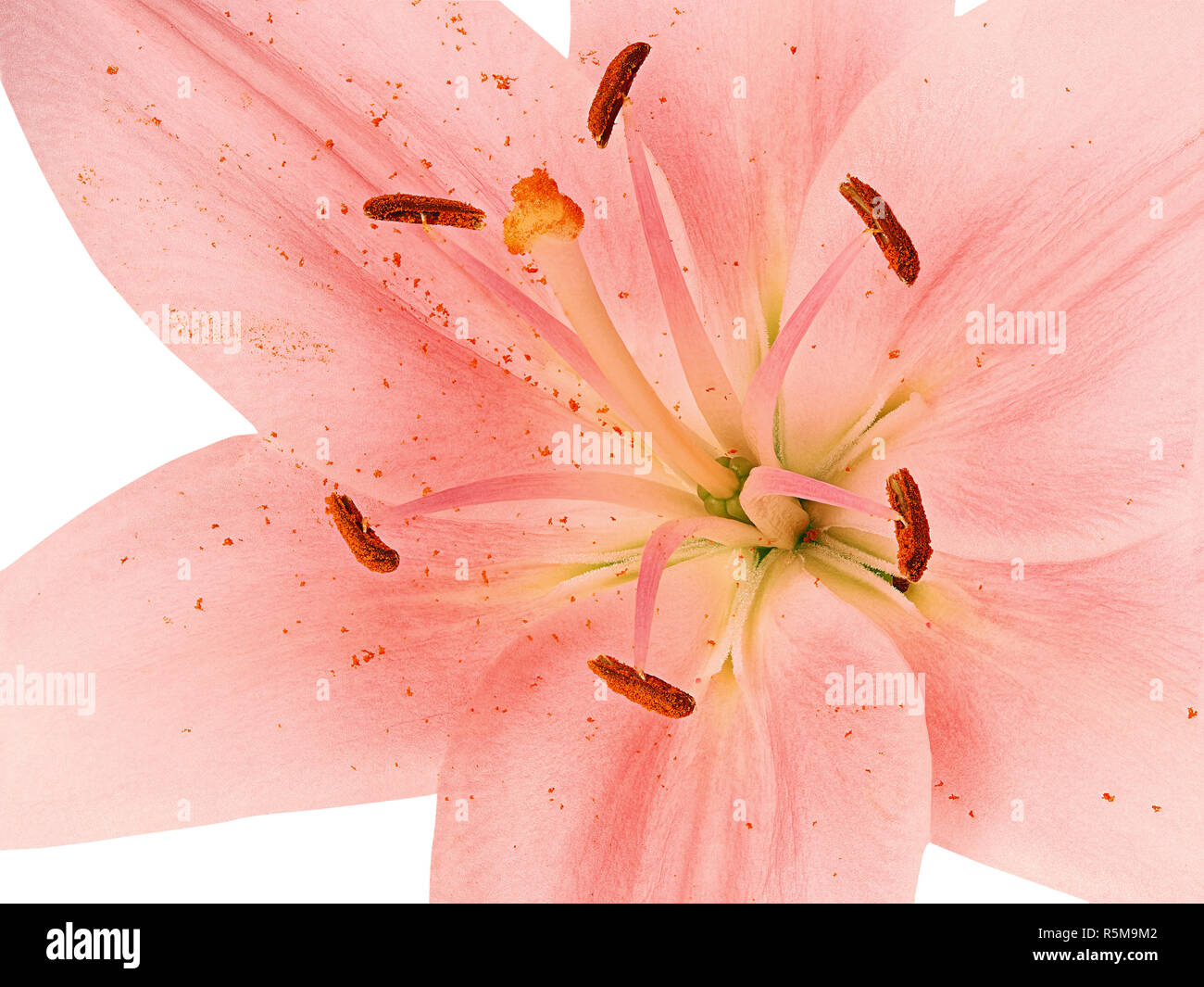 Stamens and pistil of pink lily Stock Photo - Alamy