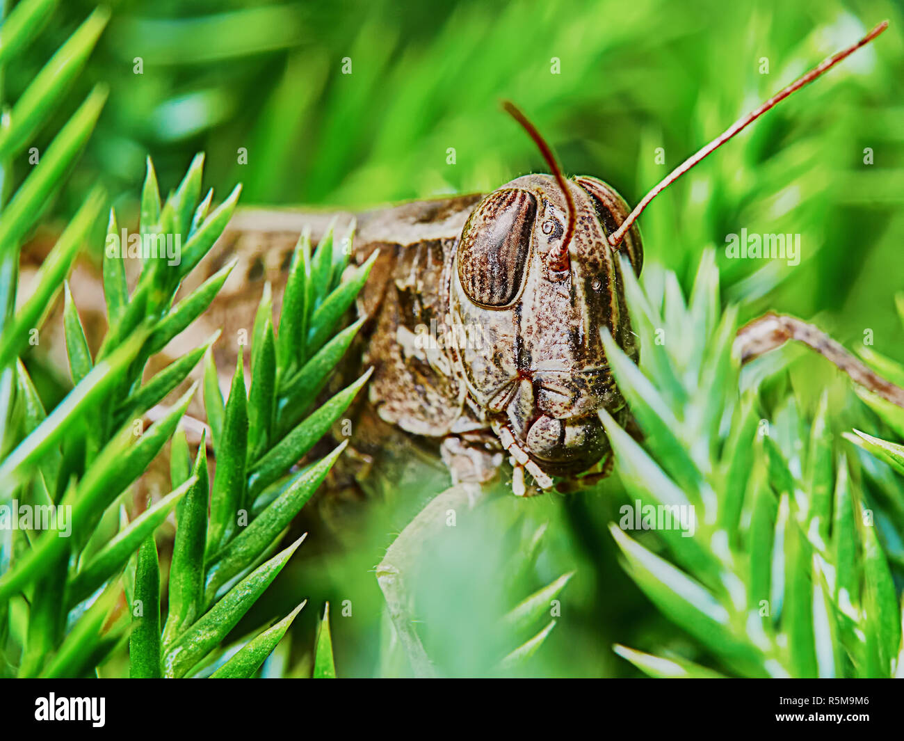 Little brown grasshopper Stock Photo - Alamy