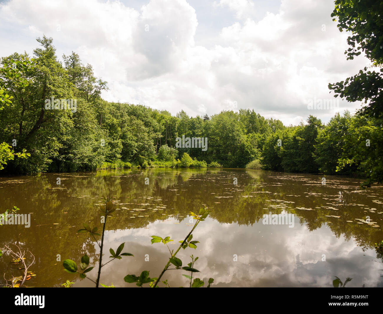 water pool outside in forest opening surface and sky clouds trees Stock ...