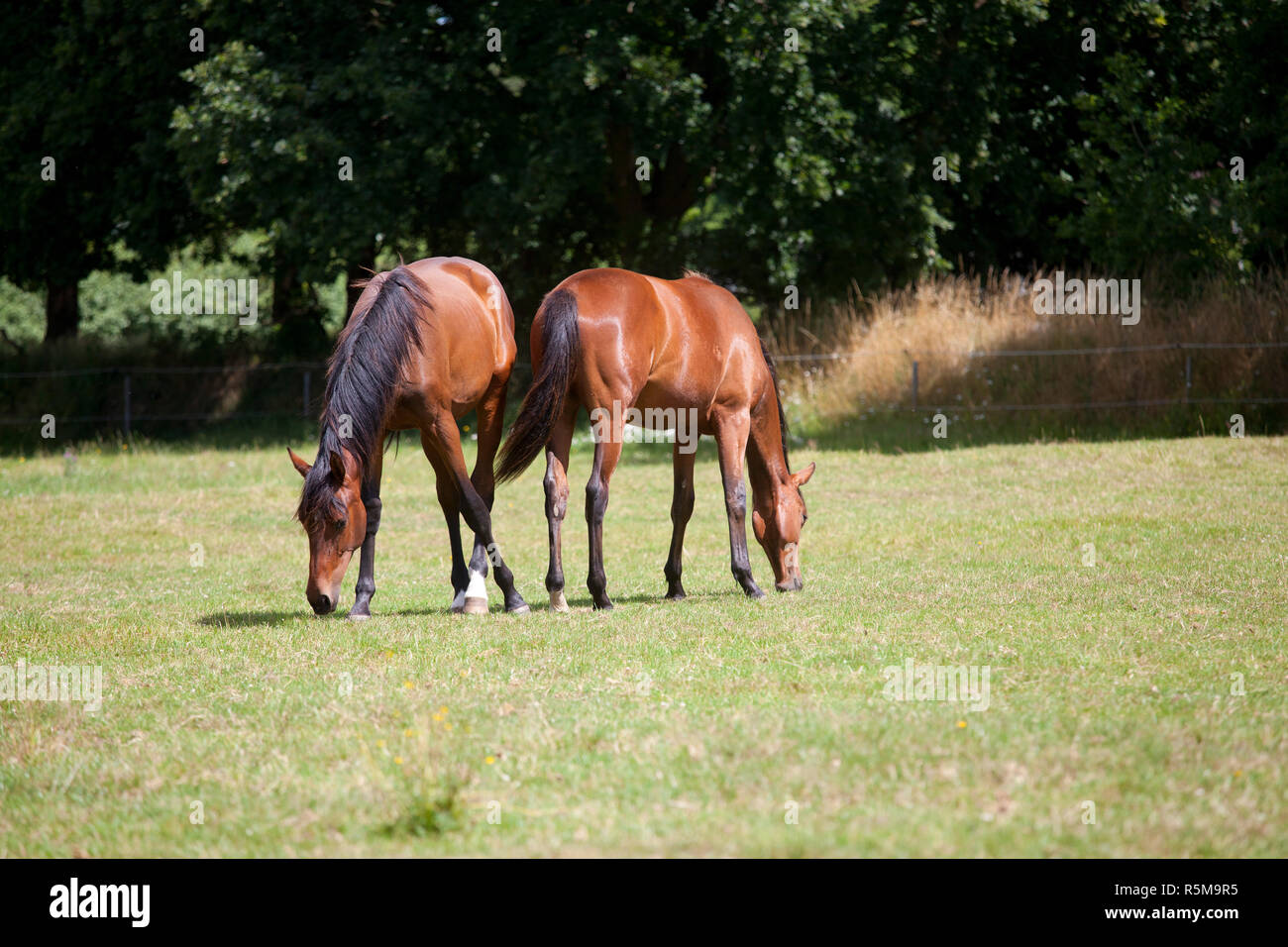 two young horses are eating grass Stock Photo - Alamy