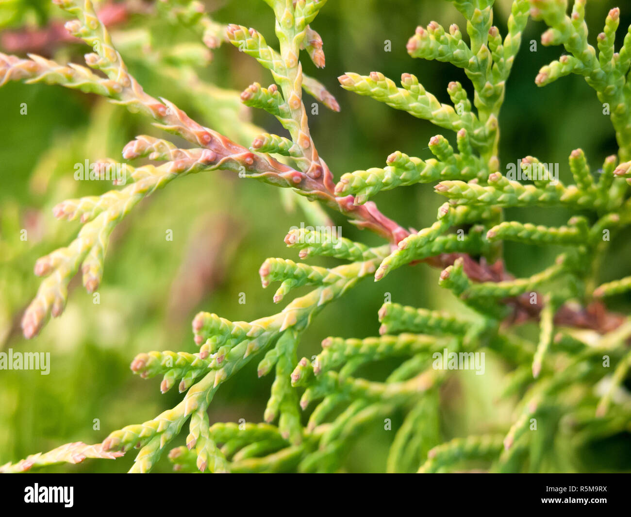 green close up conifer tree leaf texture outside summer Stock Photo - Alamy