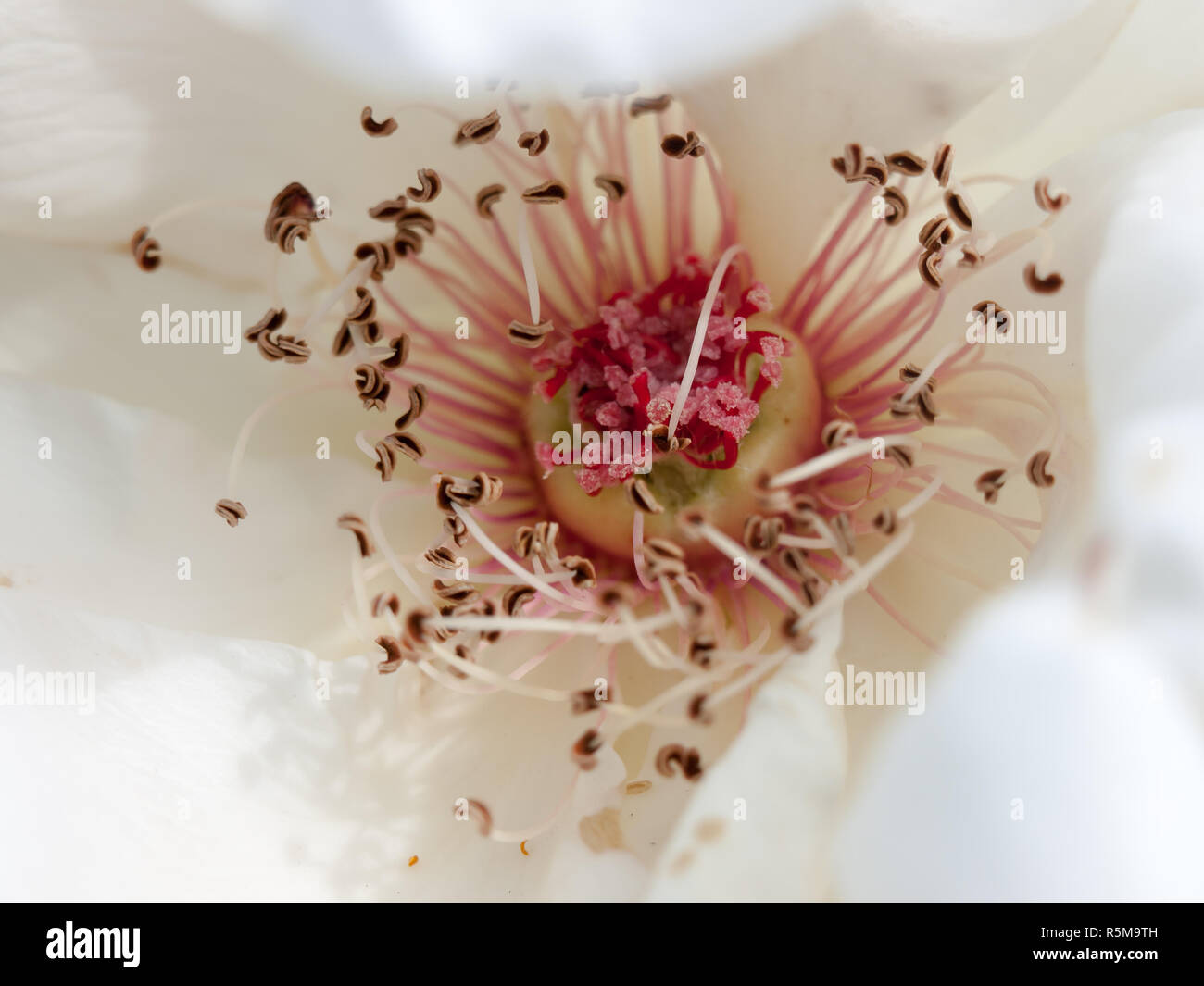 beautiful pink and white rose stamen macro texture close up Stock Photo ...