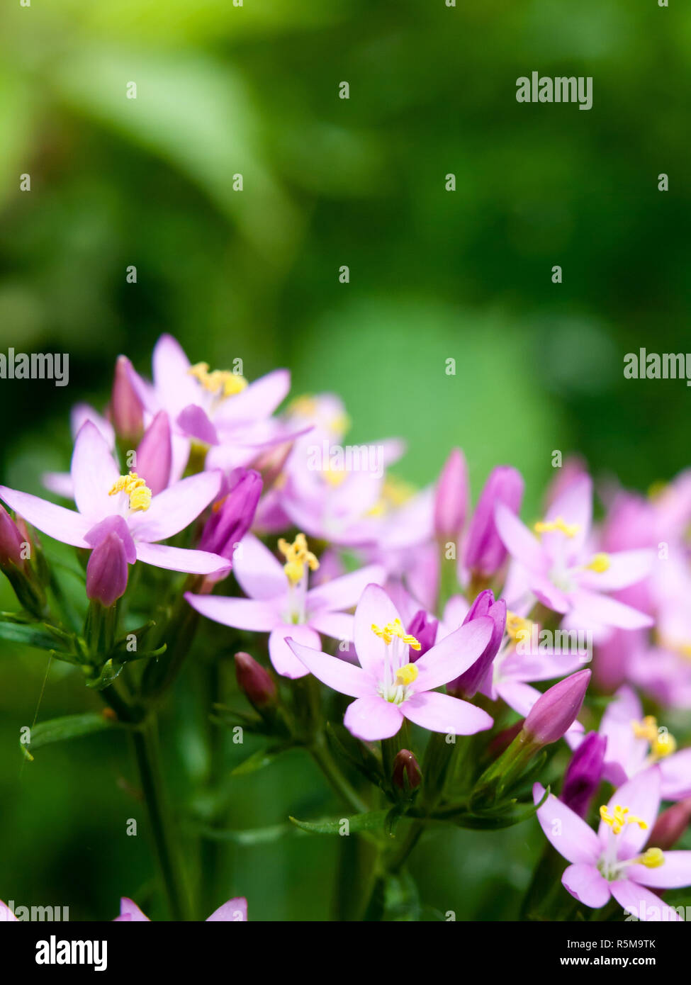 beautiful pink flowers arrangement on floor green background Stock ...