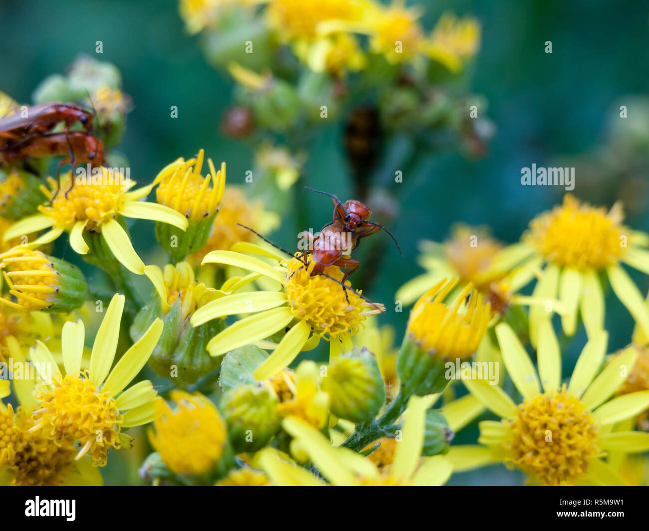 Two soldier beetles on top of each other on yellow flower outside in ...