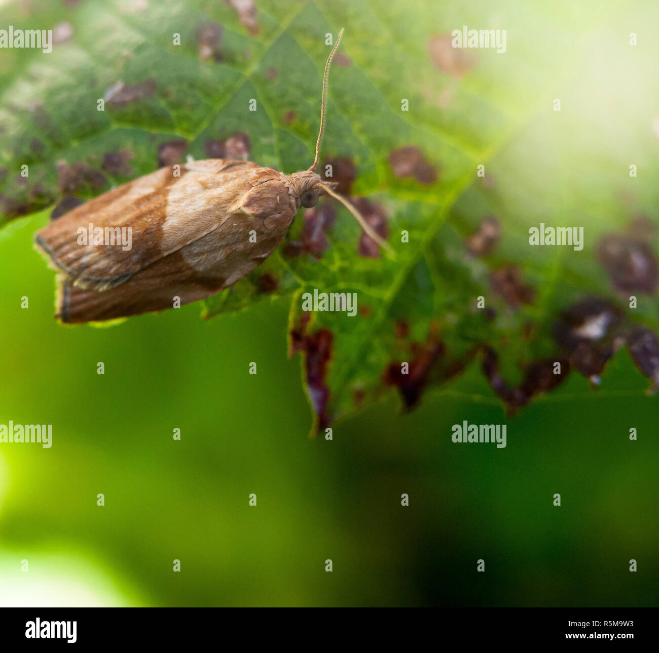 awesome small moth very close up resting on leaf Stock Photo - Alamy