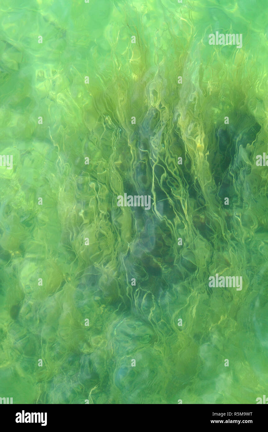 algae in the baltic sea Stock Photo - Alamy