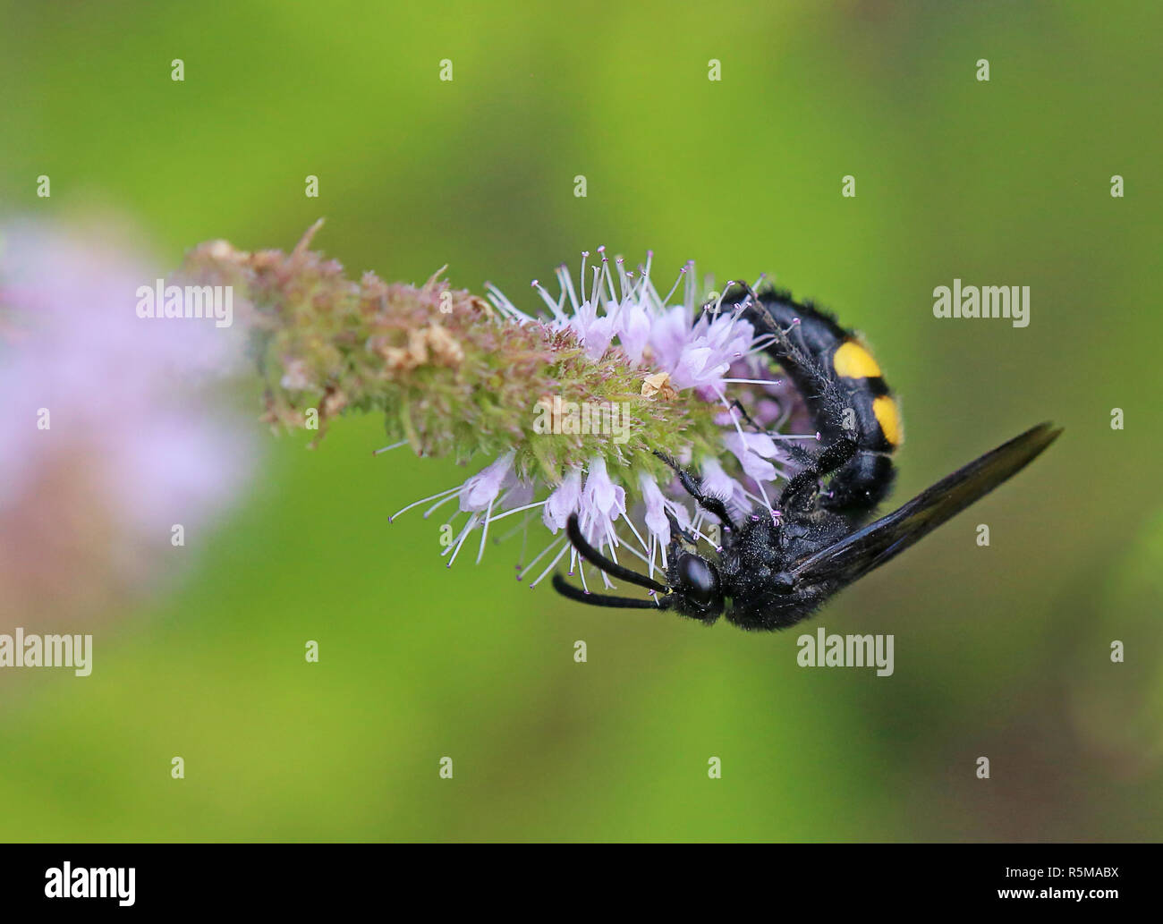 Scolia hirta hi-res stock photography and images - Alamy