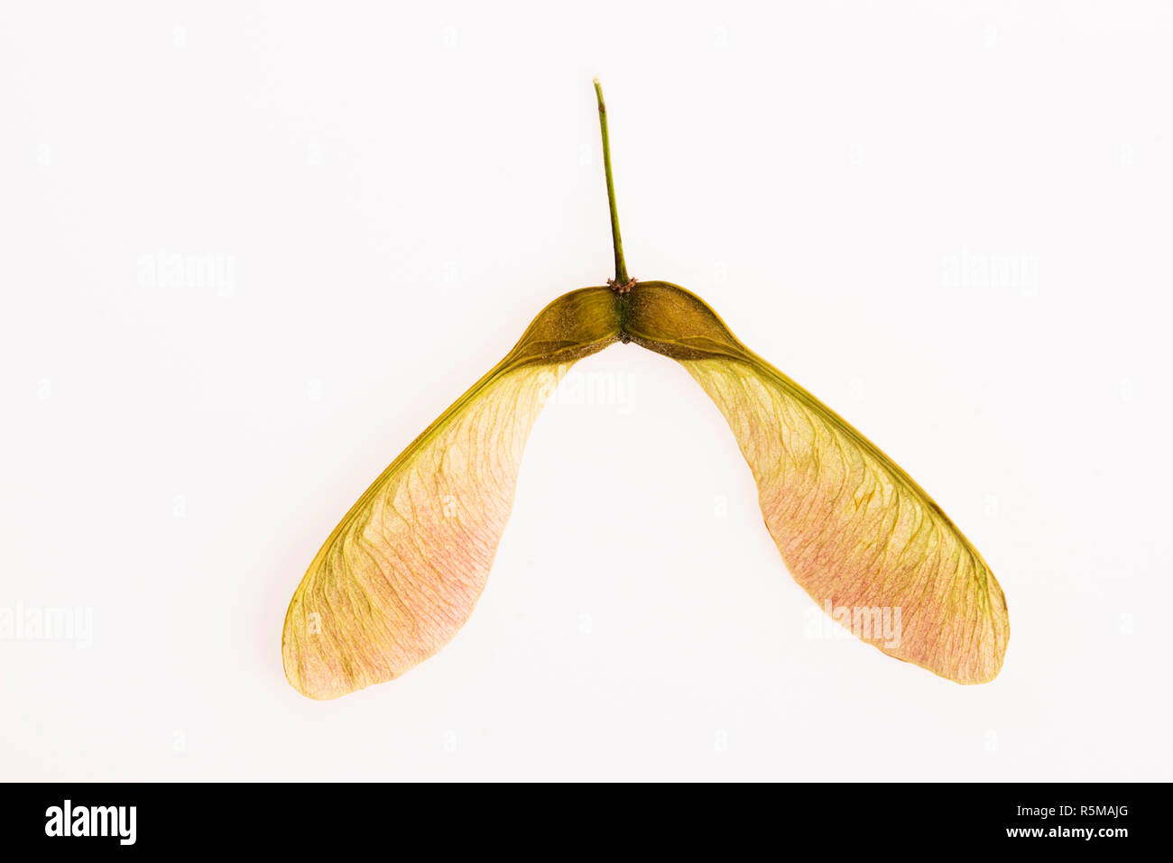 Two winged maple seeds attached hi-res stock photography and images - Alamy