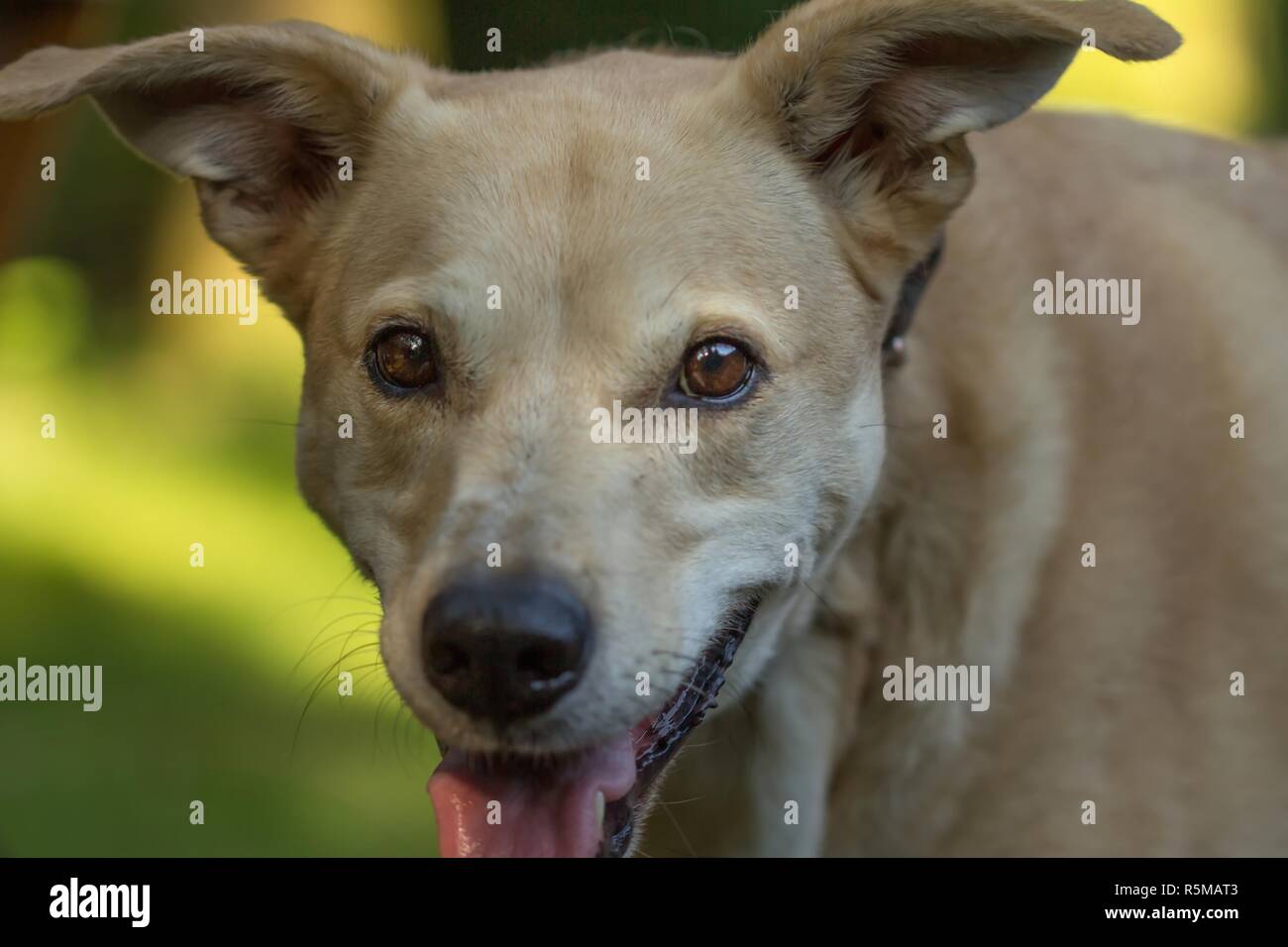 labrador retriever - mixed breed Stock Photo - Alamy