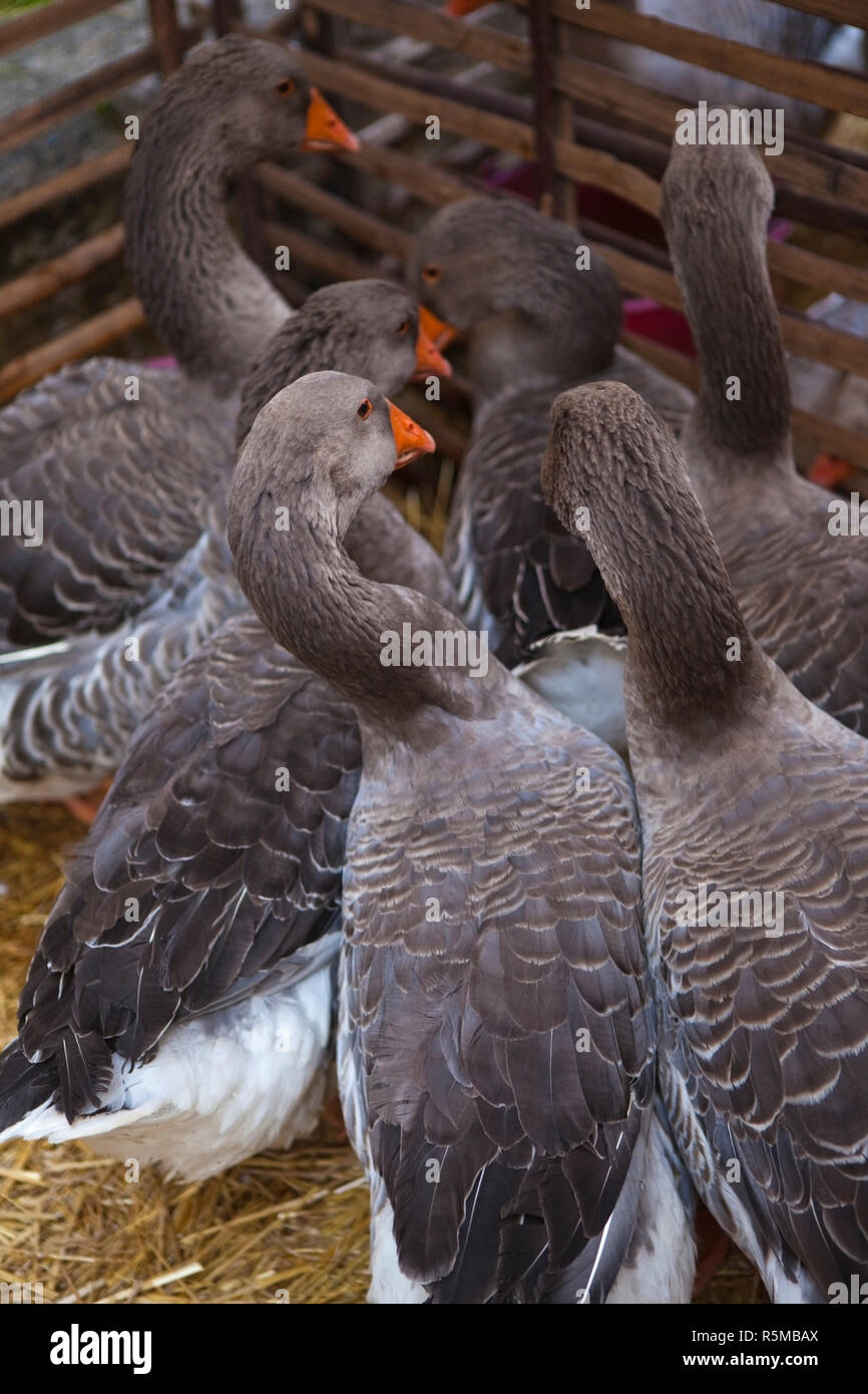 Group of geese Stock Photo - Alamy