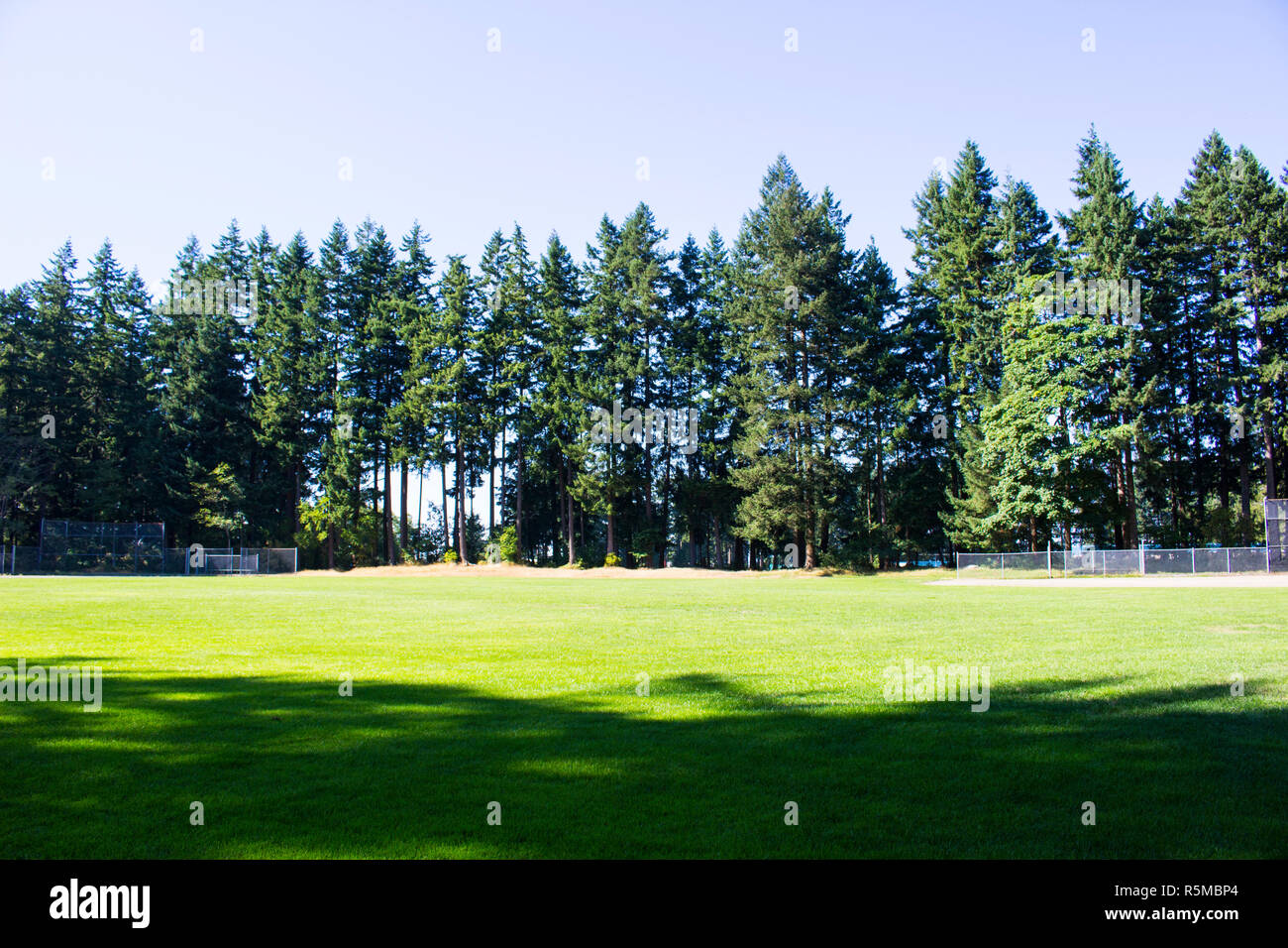 Ceder trees hi-res stock photography and images - Alamy