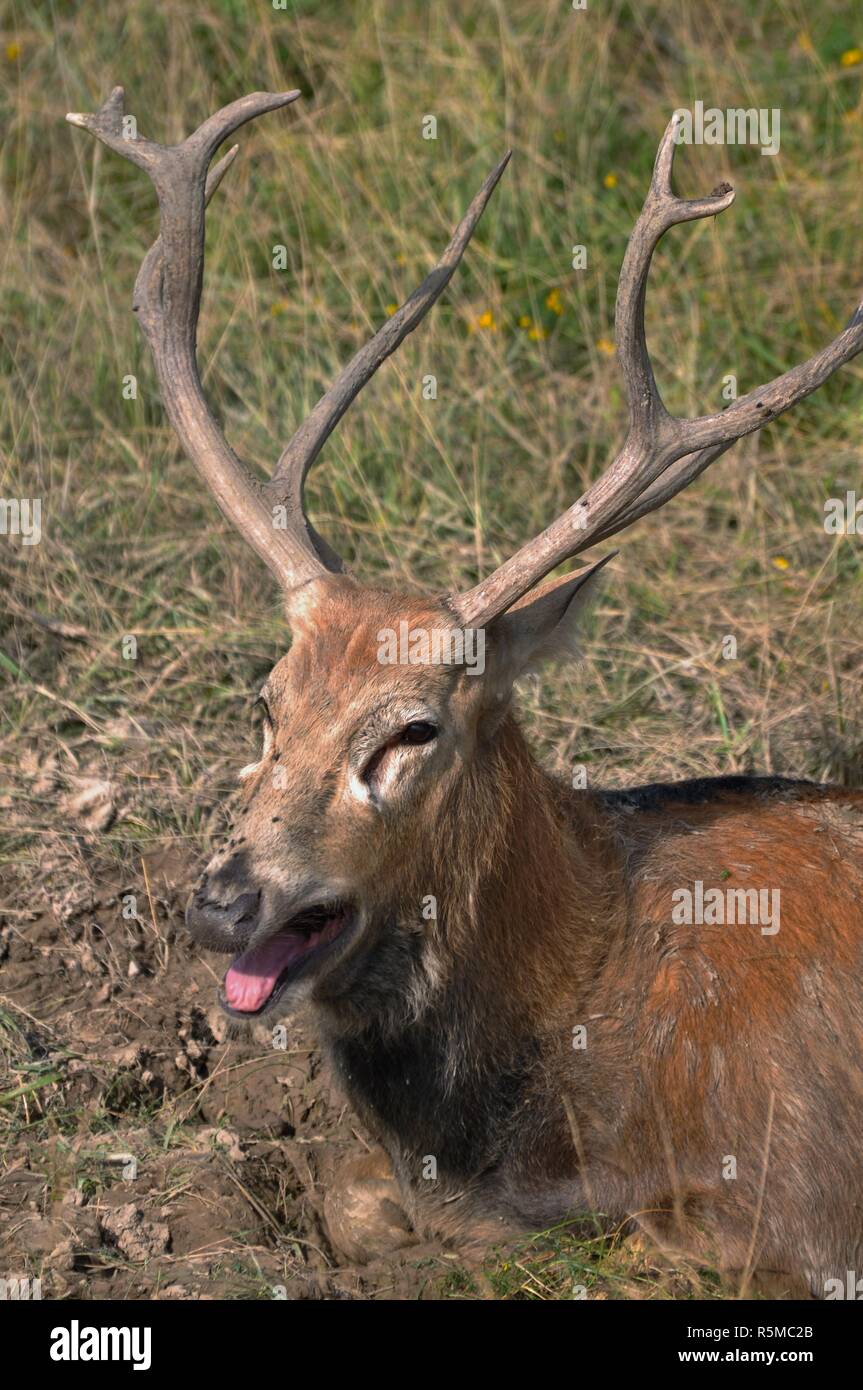 Animals in the wilderness hi-res stock photography and images - Alamy