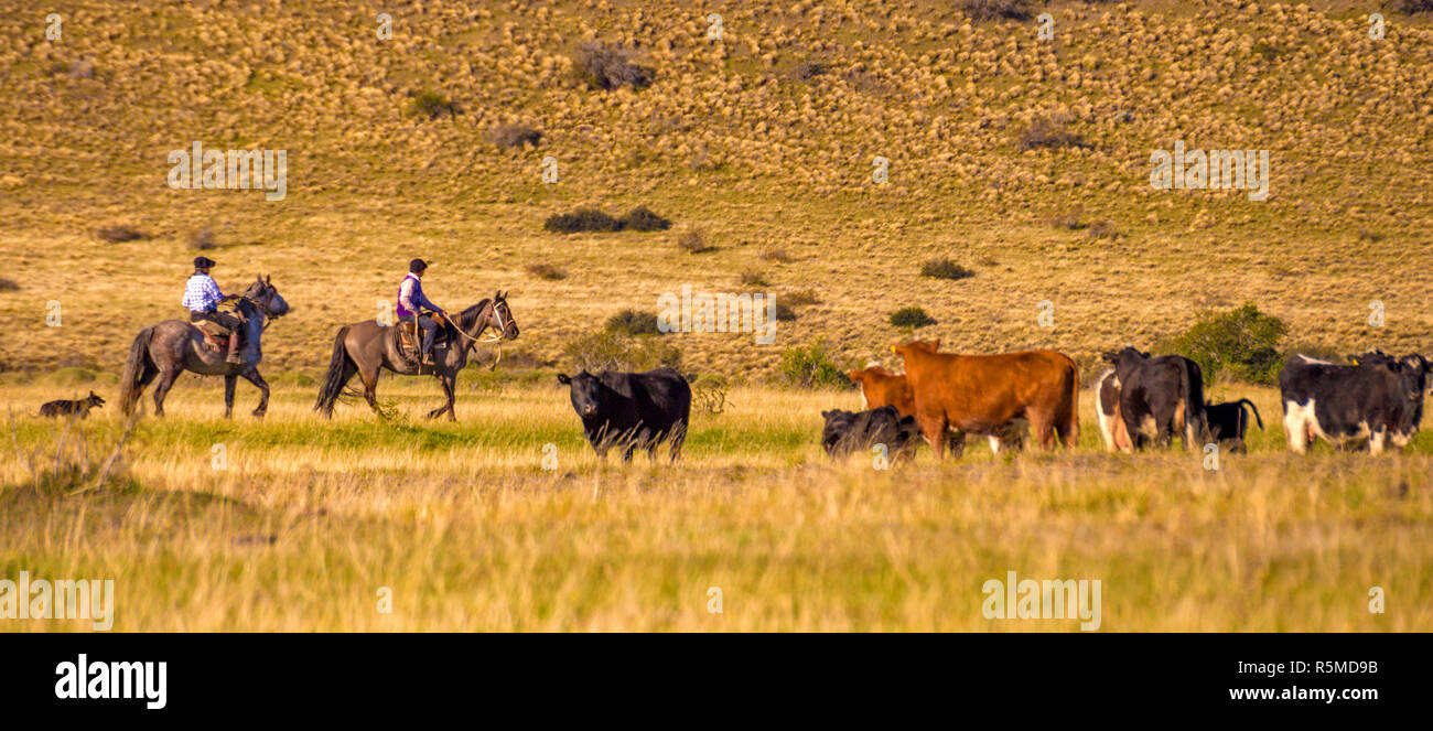 Gauchos (cowboys) at Torres Del Paine, Chile Stock Photo - Alamy