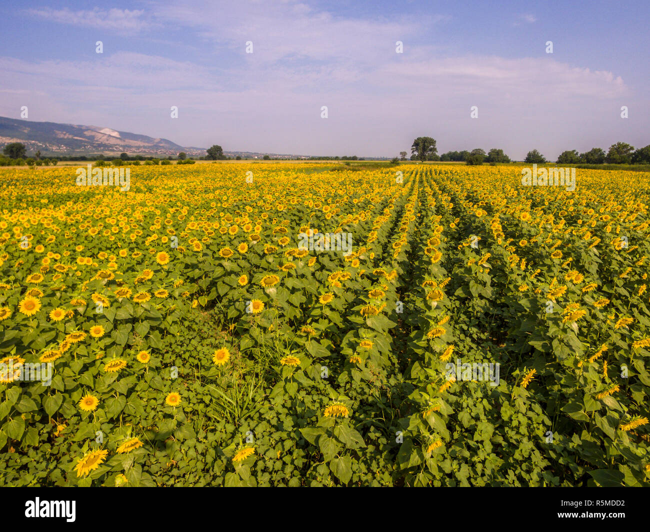 Aerial view of a big sunflower field blooming with a beautiful golden ...