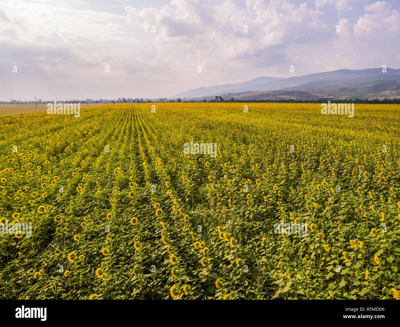 Aerial view of a big sunflower field blooming with a beautiful golden ...