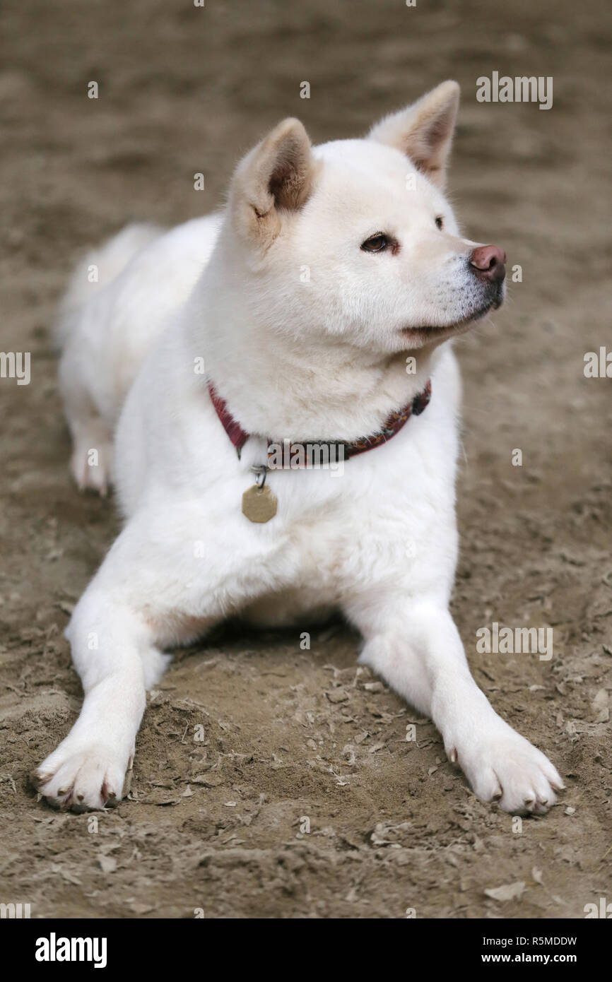 Head portrait of a young japanese adult akita inu dog Stock Photo - Alamy
