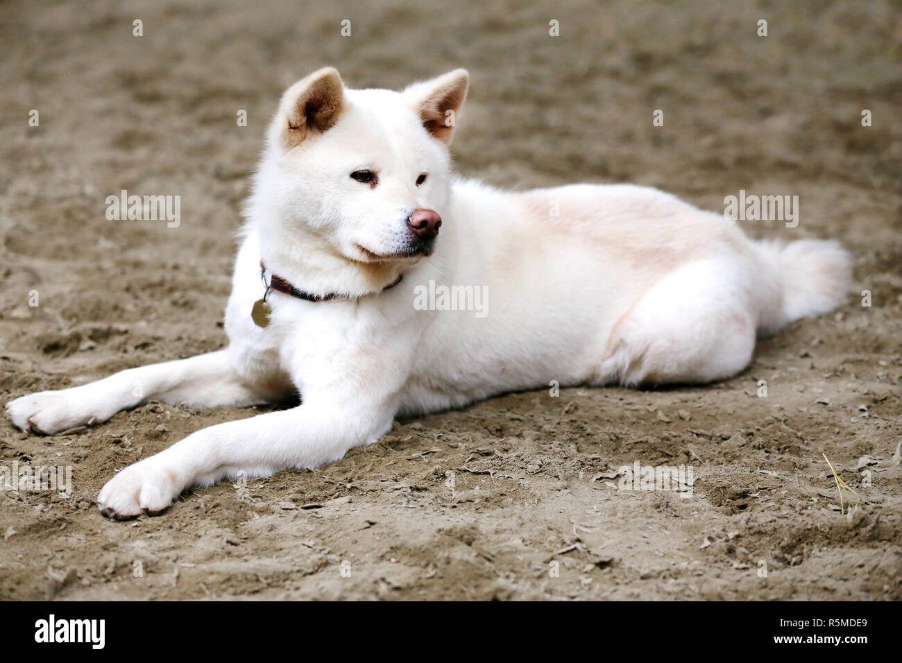 Head portrait of a young japanese adult akita inu dog Stock Photo - Alamy