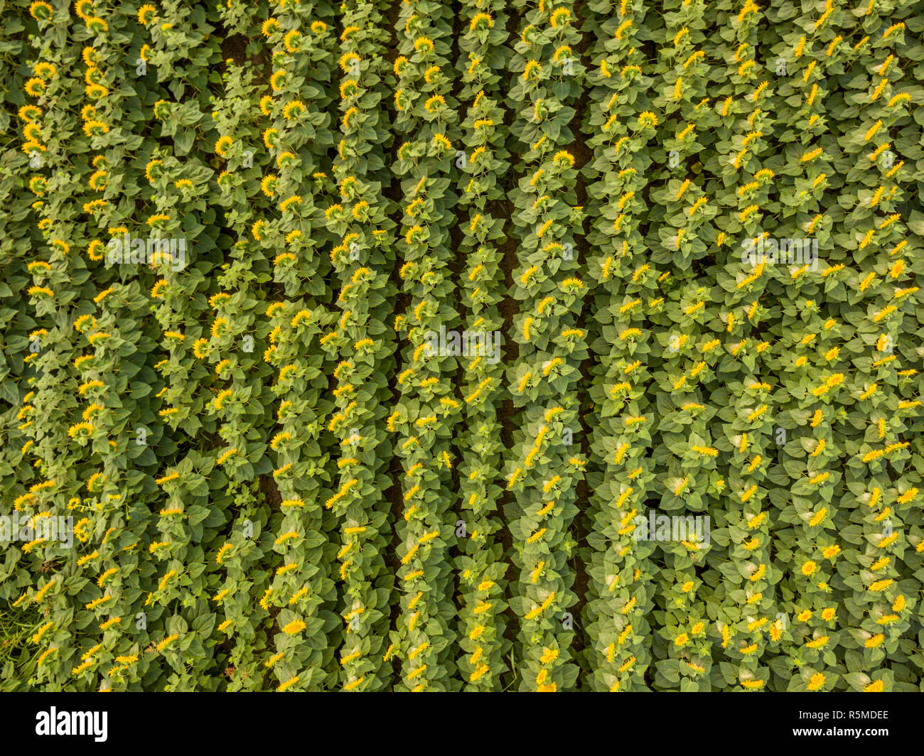Aerial view of a big sunflower field blooming with a beautiful golden ...