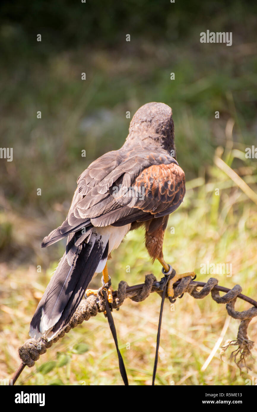 Taimed hi-res stock photography and images - Alamy