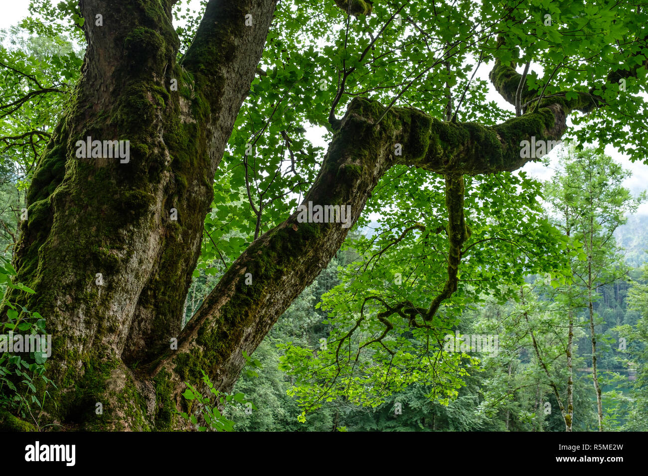 Gnarled branches hi-res stock photography and images - Alamy