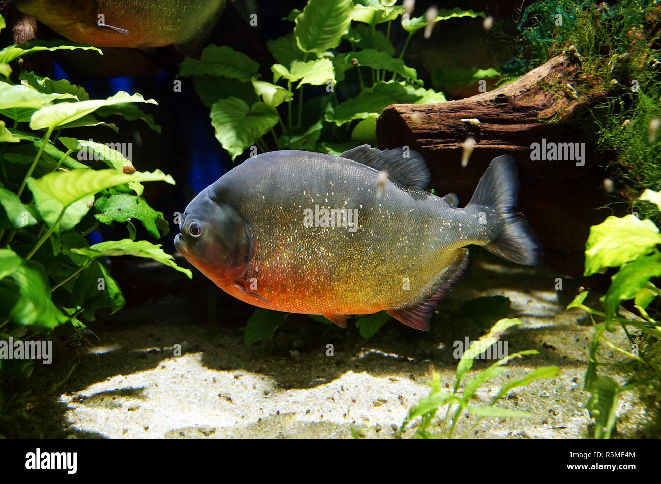 Fish teeth underwater hi-res stock photography and images - Alamy