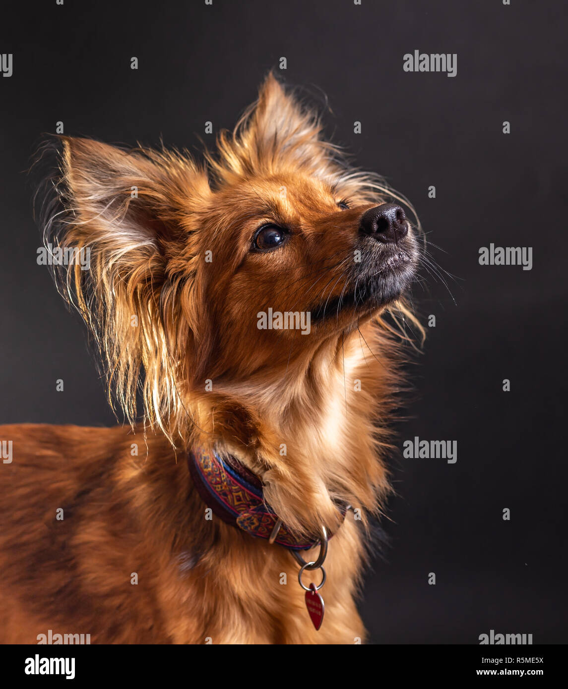 Portrait of a red dog on a black background. Head of a dog, close-up ...