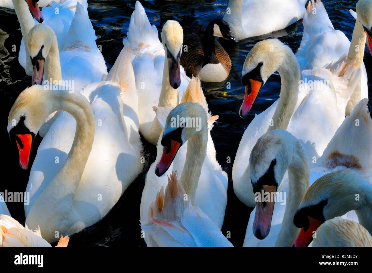 Royal Swans River Thames Windsor Berkshire Stock Photo - Alamy