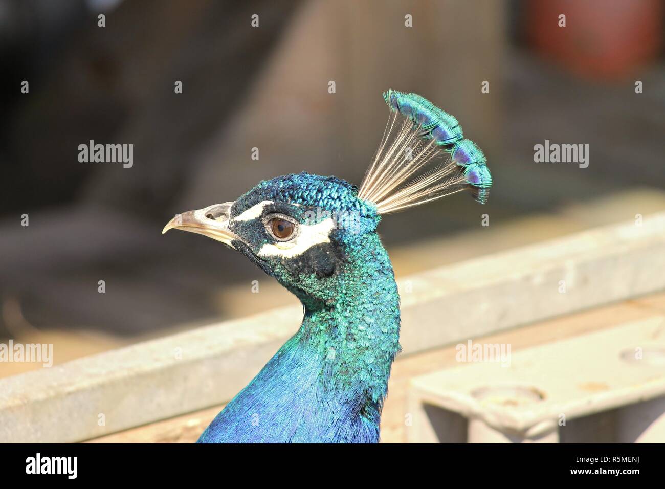 head of a peacock feather crown Stock Photo - Alamy