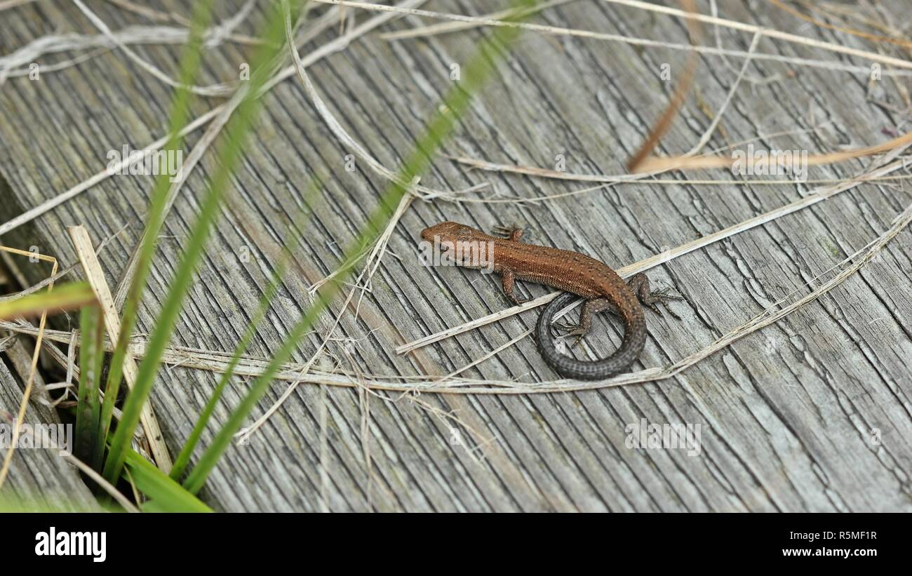 newborn forest lizard (zootoca vivipara) on wooden plank path Stock ...