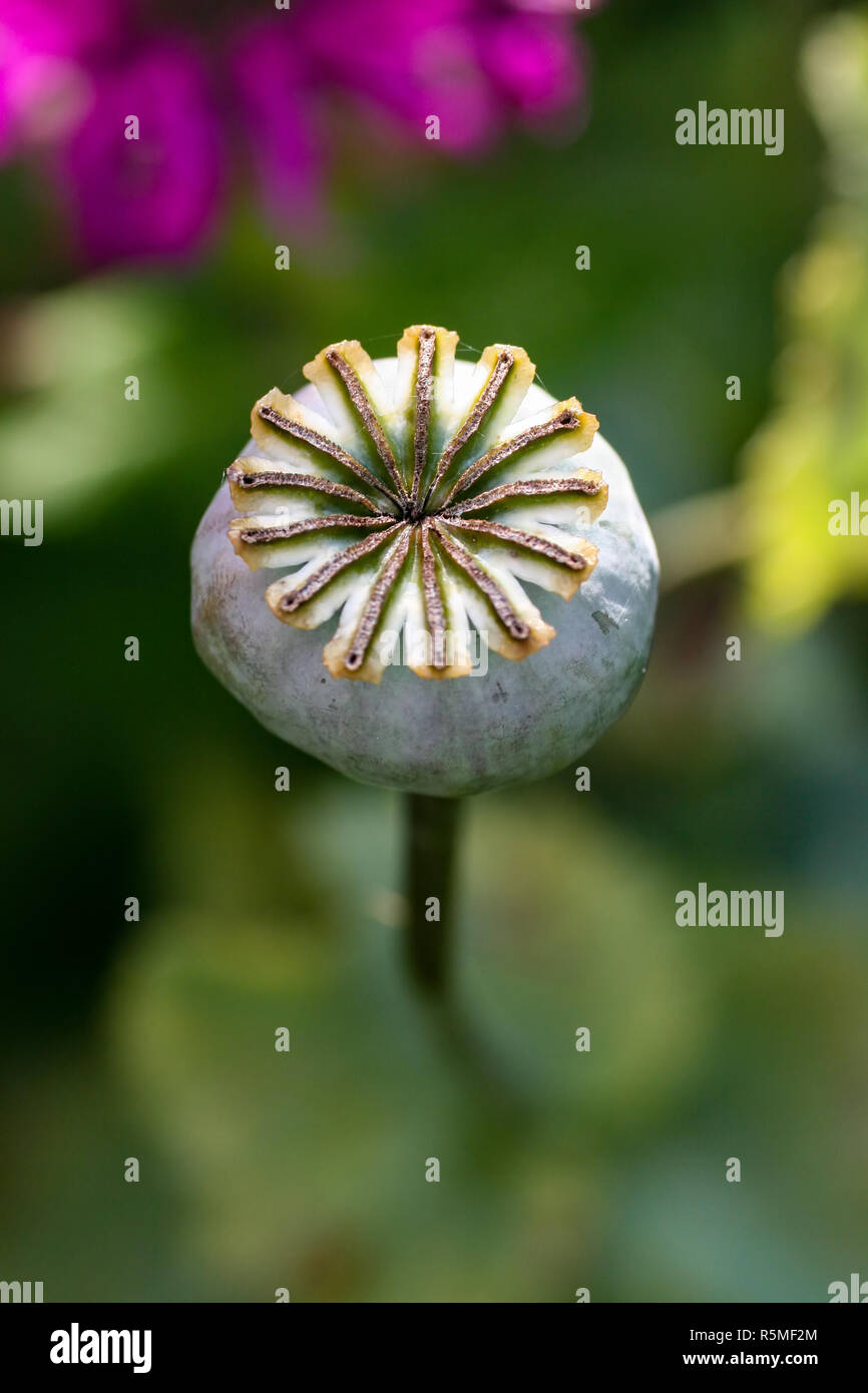 Poppyhead flower hi-res stock photography and images - Alamy