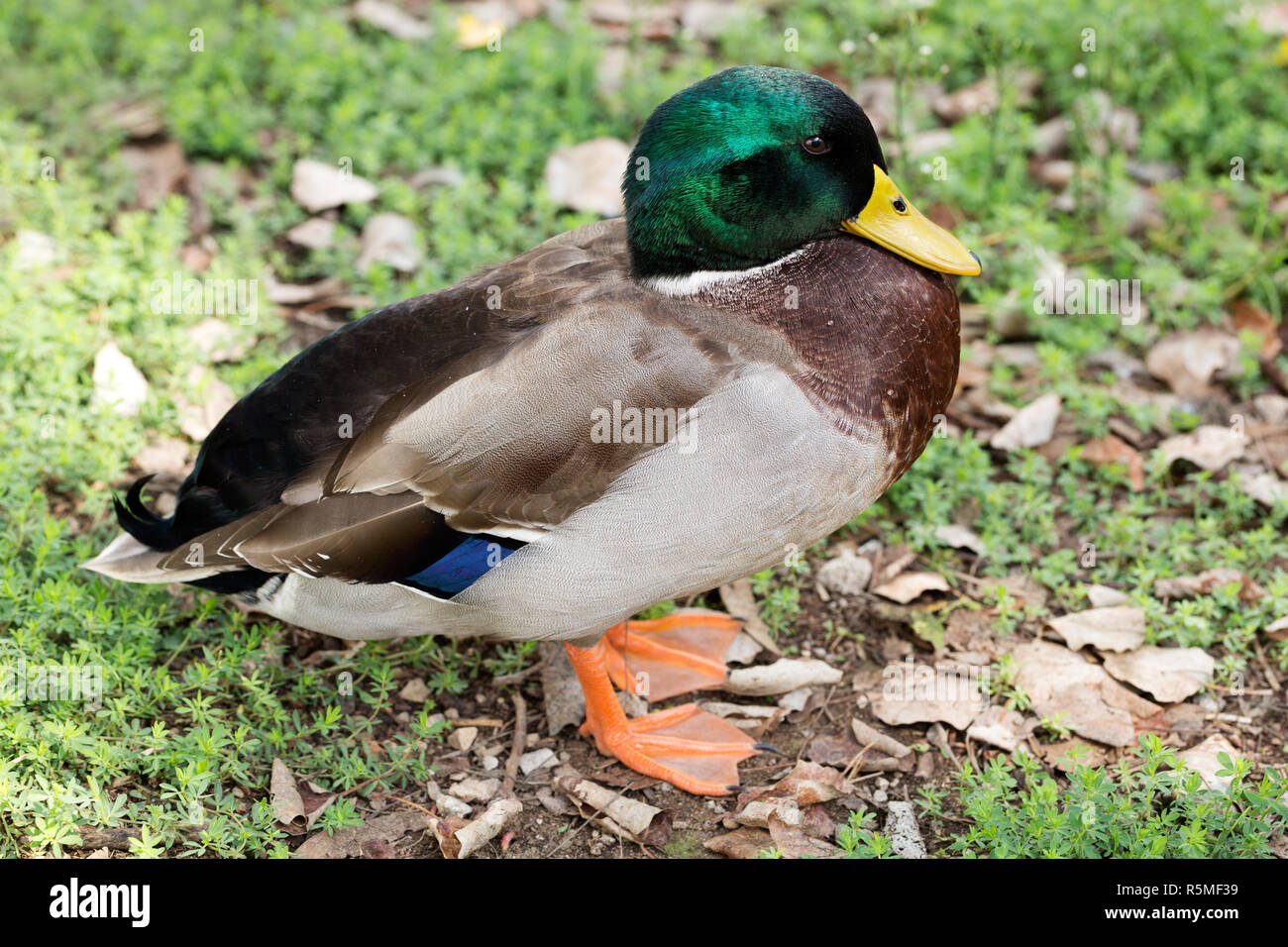 Drake on the background of leaves Stock Photo - Alamy