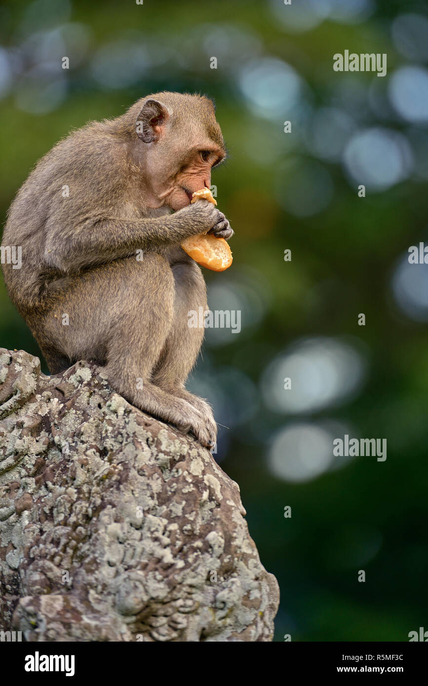 Monkey Eating Bread High Resolution Stock Photography and Images - Alamy
