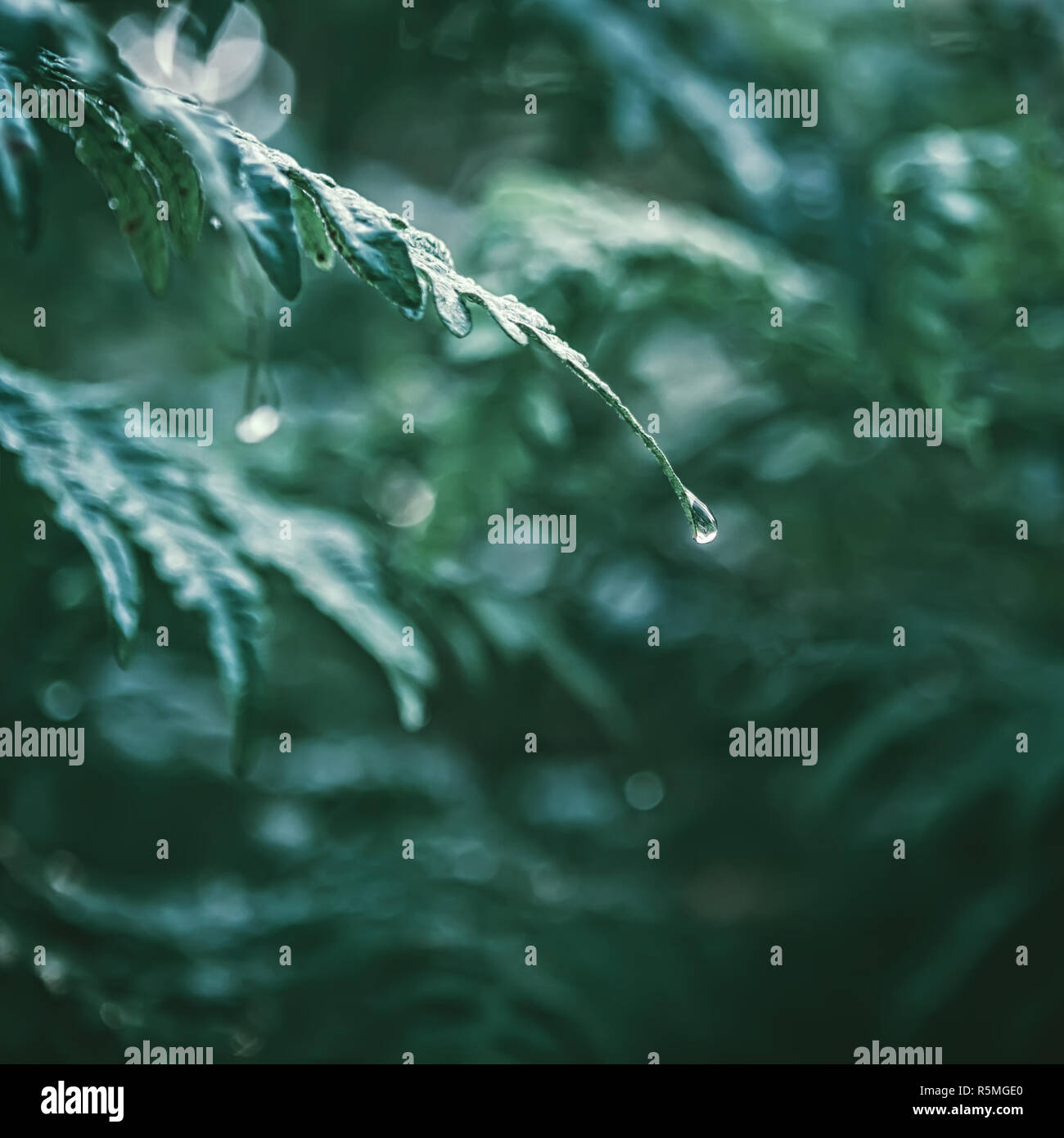 Rainforest leaf drip hi-res stock photography and images - Alamy