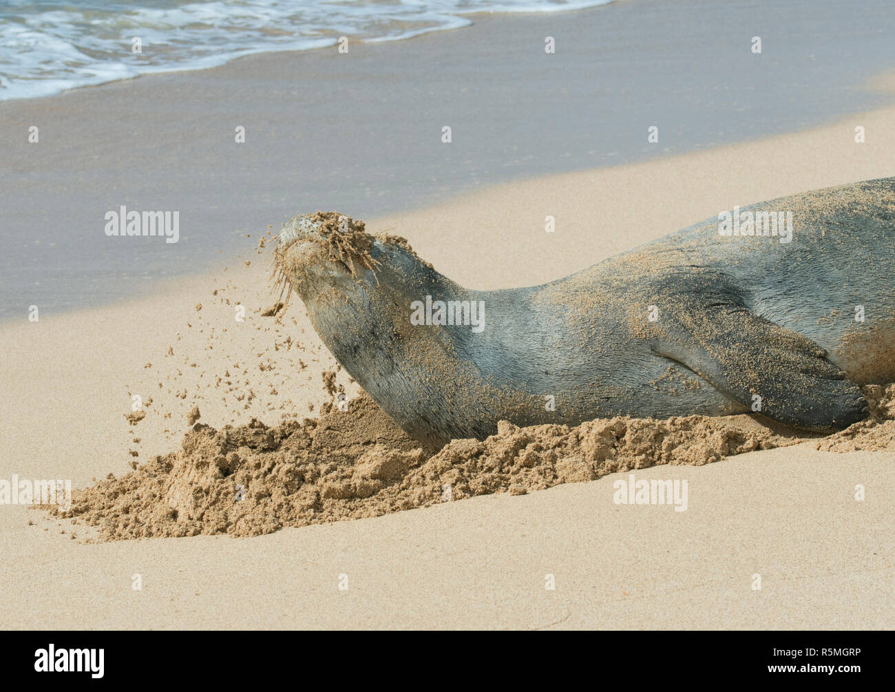 Hawaiian Monk Seal, (Neomonachus schauinslandi) Endangered, Kaua'i ...