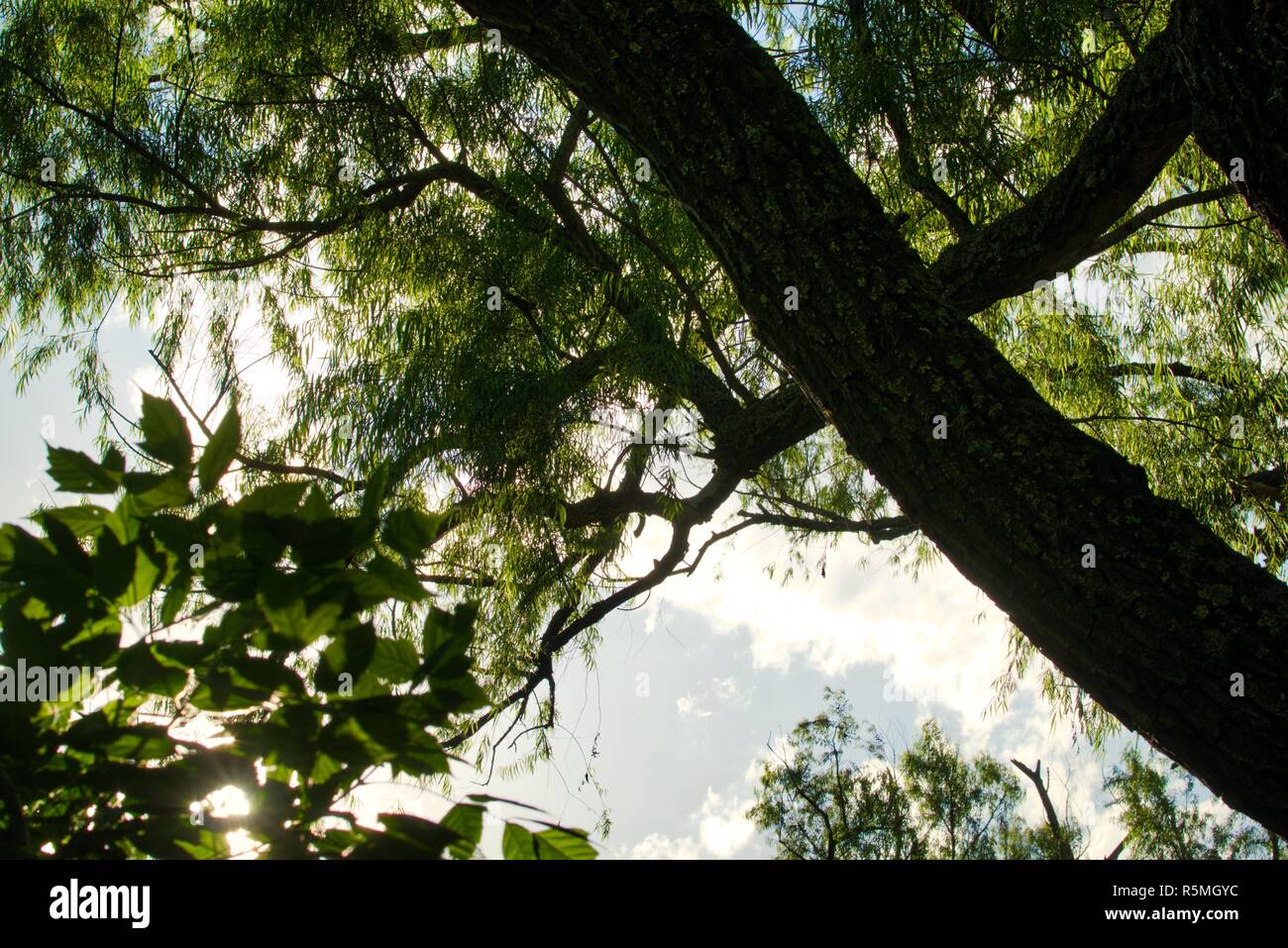 sky through the trees Stock Photo - Alamy