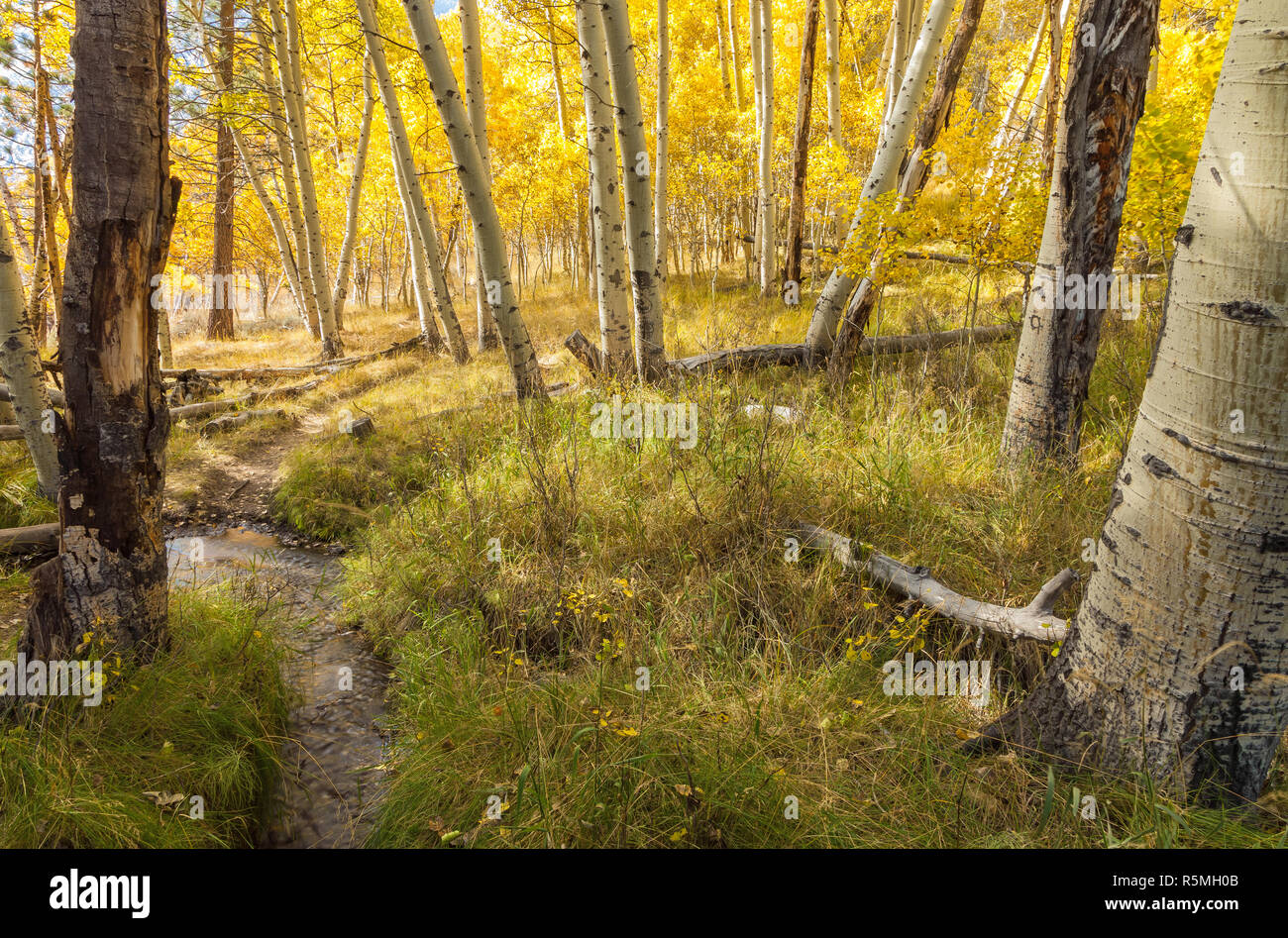 Mountain aspen trees in their fall foliage, Inyo National Forest ...