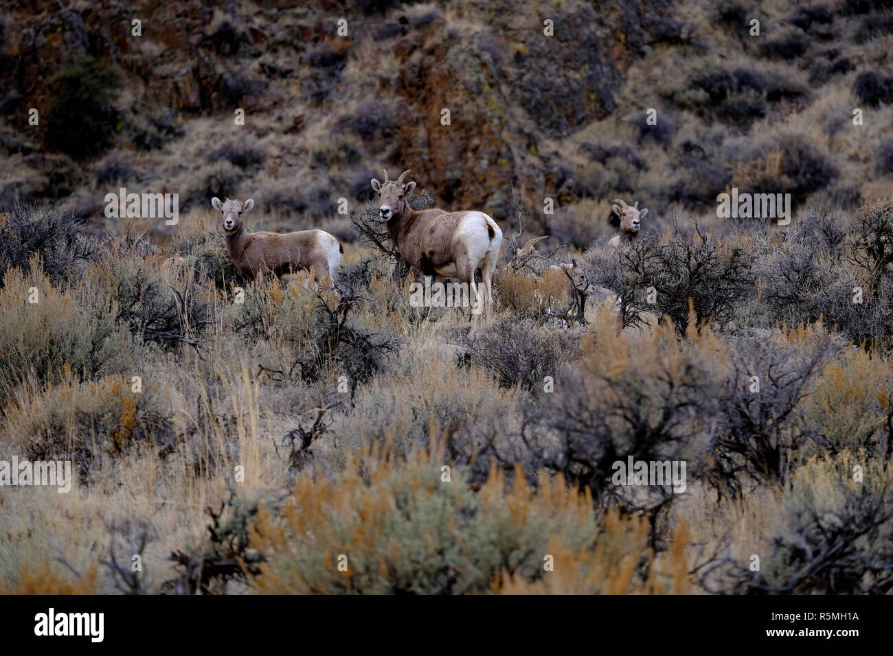 Big horn river fishing hi-res stock photography and images - Alamy