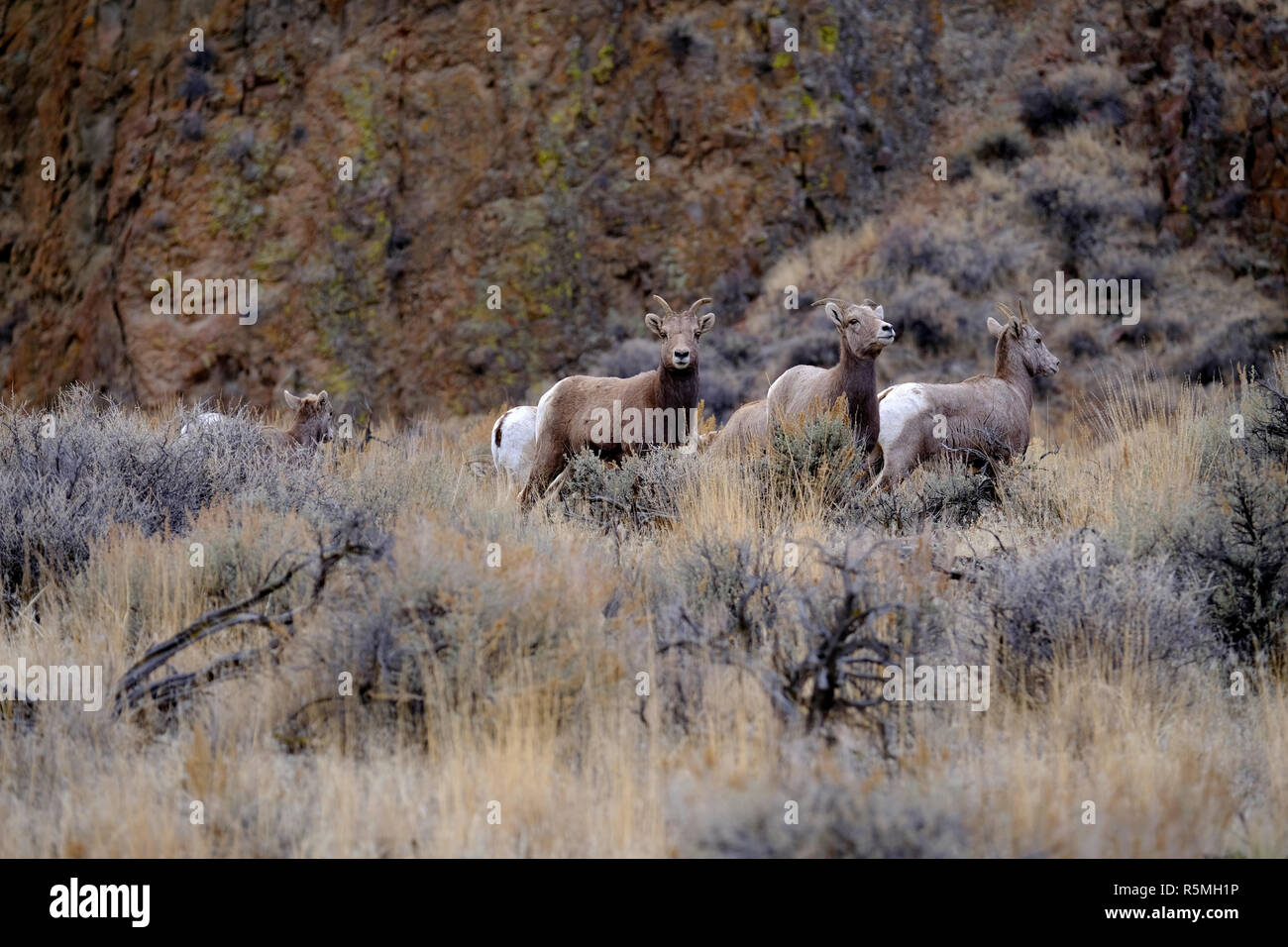 Big Horn Sheep Stock Photo - Alamy