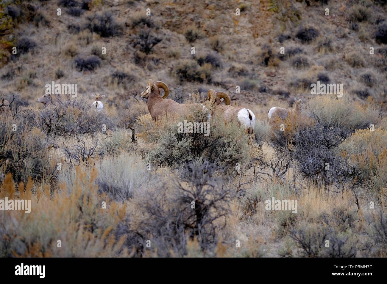 Big Horn Sheep Stock Photo - Alamy