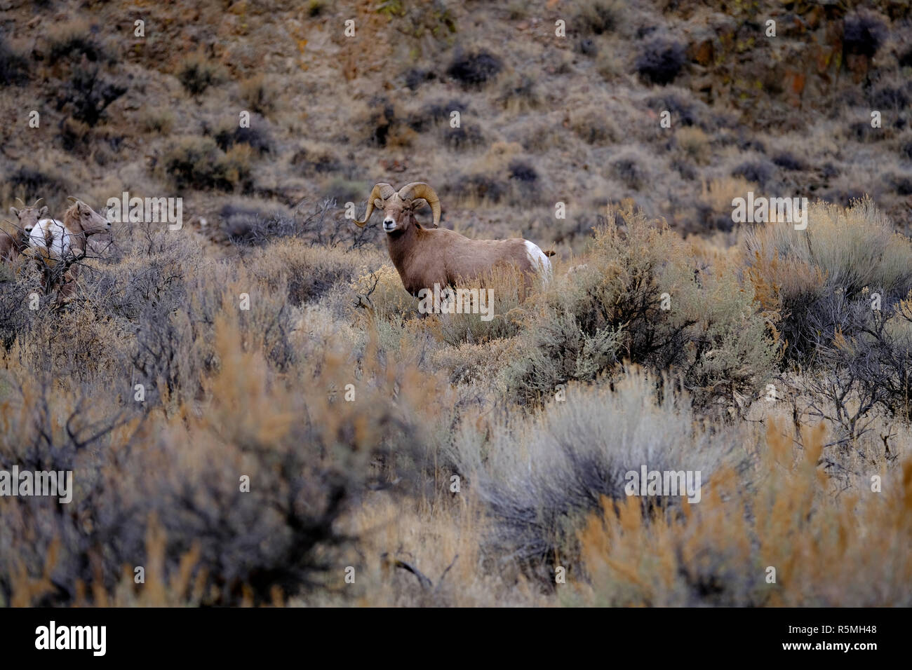 Big Horn Sheep Stock Photo - Alamy