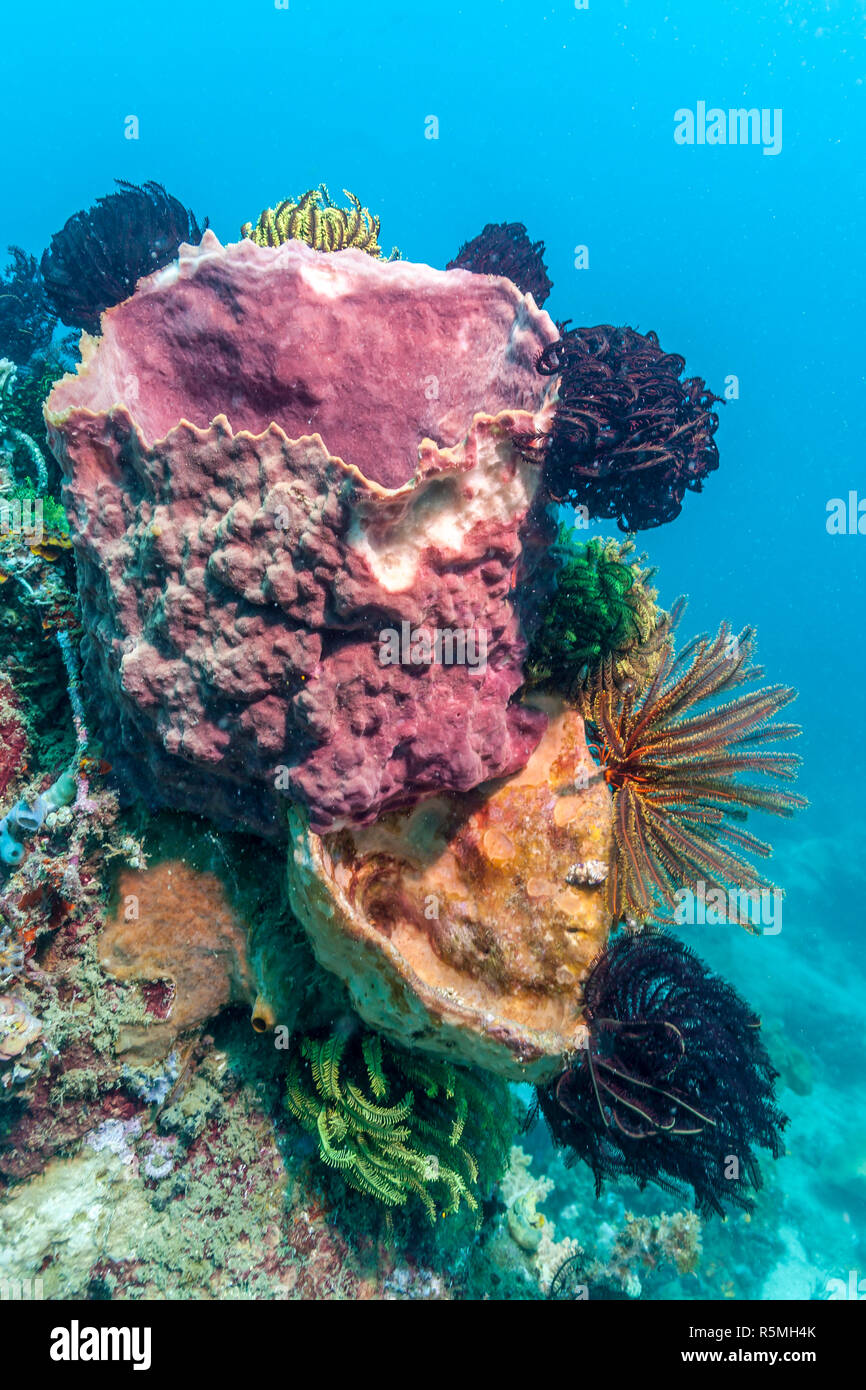 Coral reef off the coast of Bali Indonesia Stock Photo - Alamy