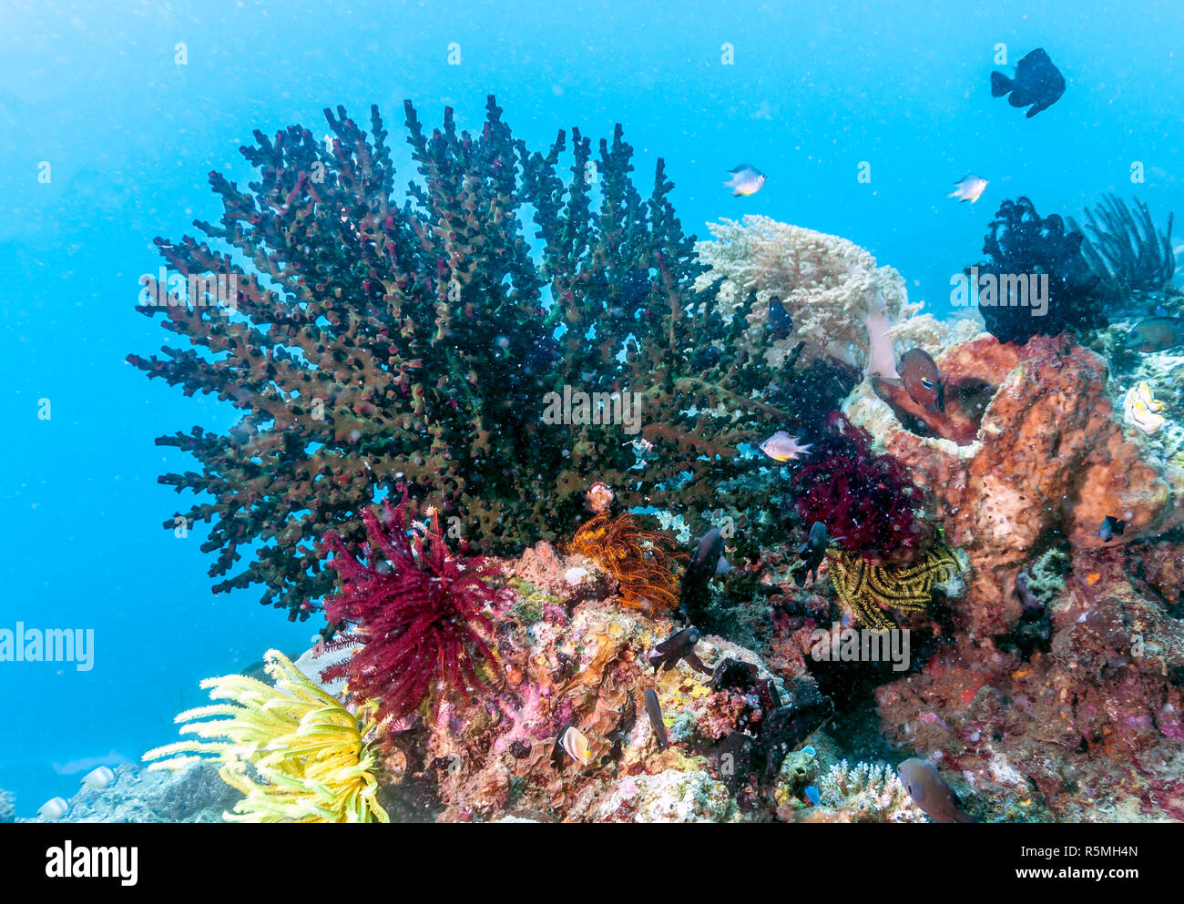 Coral reef off the coast of Bali Indonesia Stock Photo - Alamy