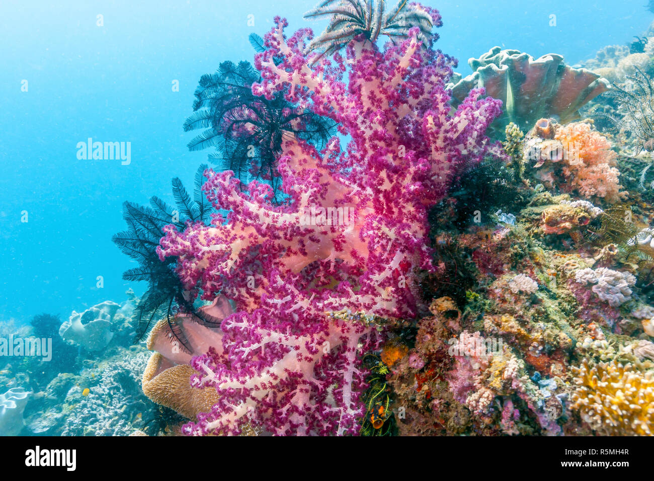 Family of soft corals hi-res stock photography and images - Alamy