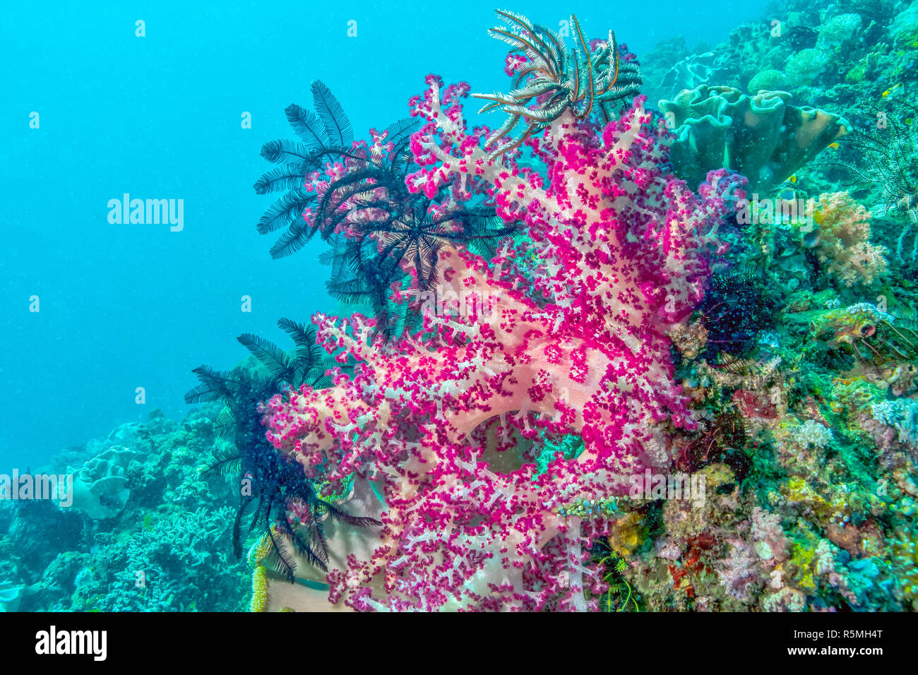Dendronephthya nephtheidae hi-res stock photography and images - Alamy