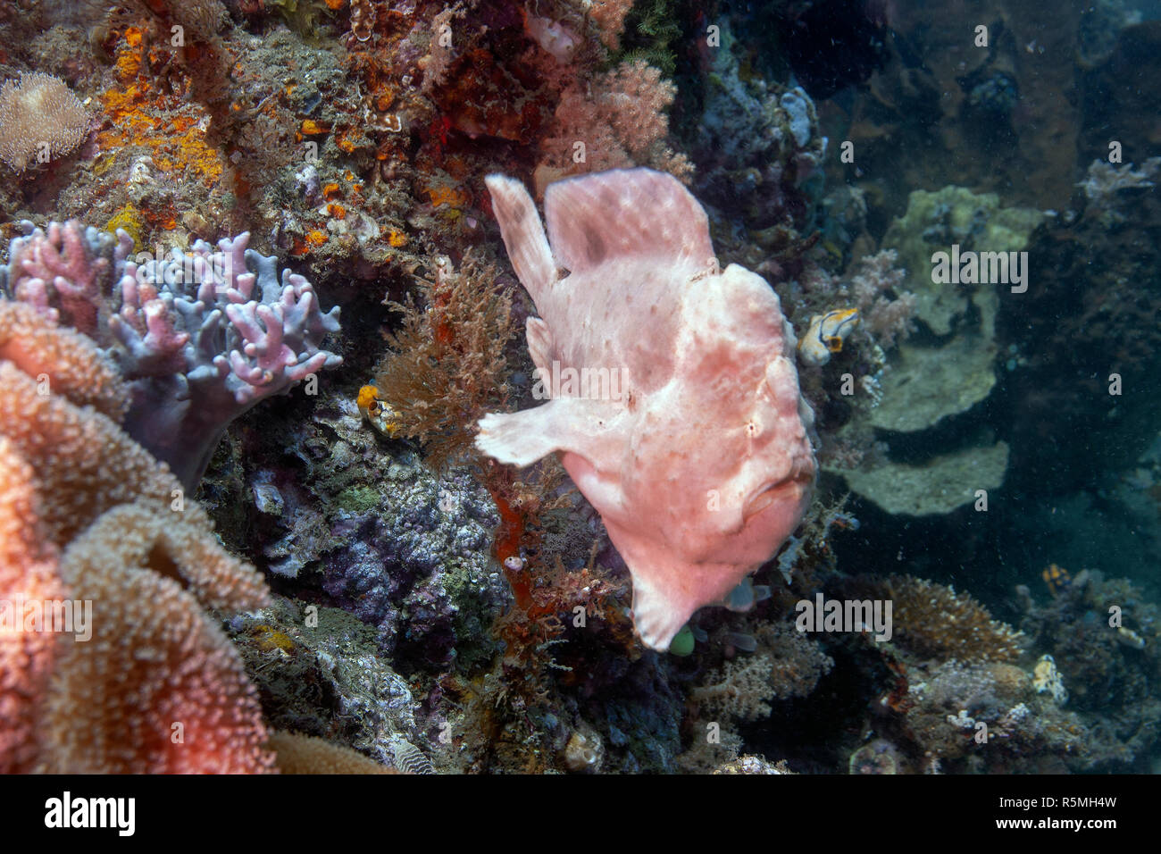 Frogfishes are any member of the anglerfish family Antennariidae, of ...