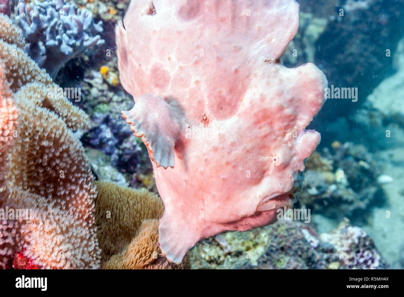 Frogfishes are any member of the anglerfish family Antennariidae, of ...