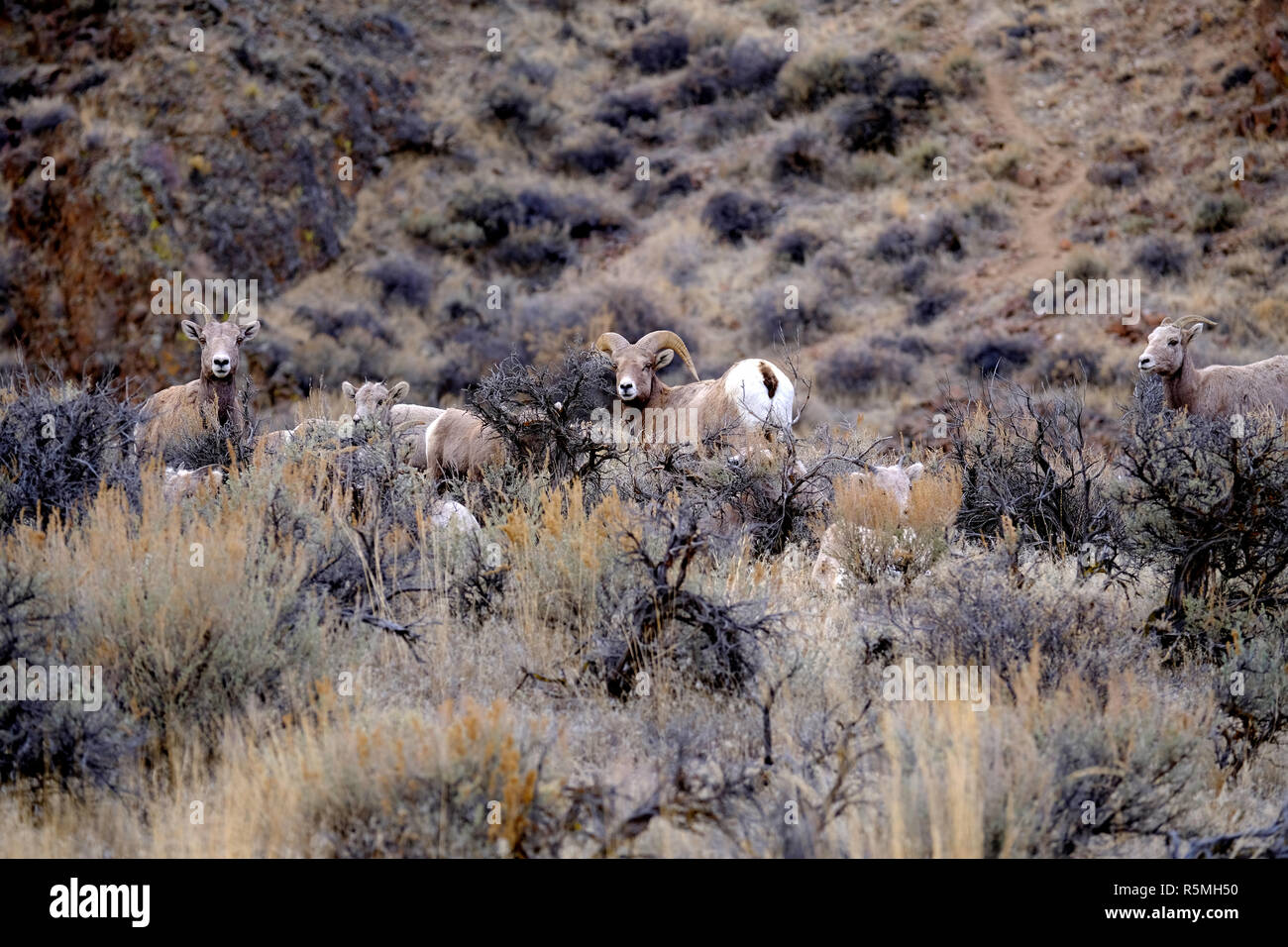 Big horn river fishing hi-res stock photography and images - Alamy